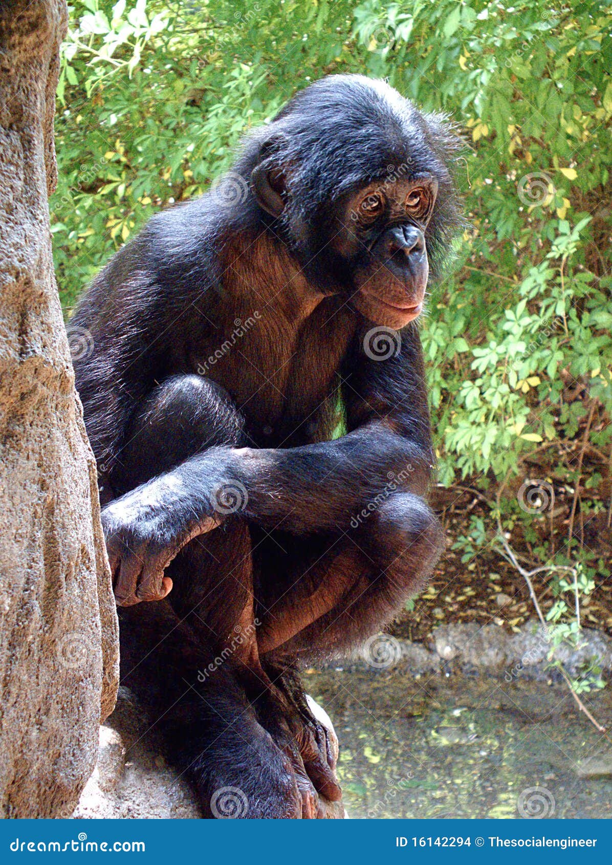 Bonabo stock photo. Image of wildlife, wild, apes, primate - 16142294