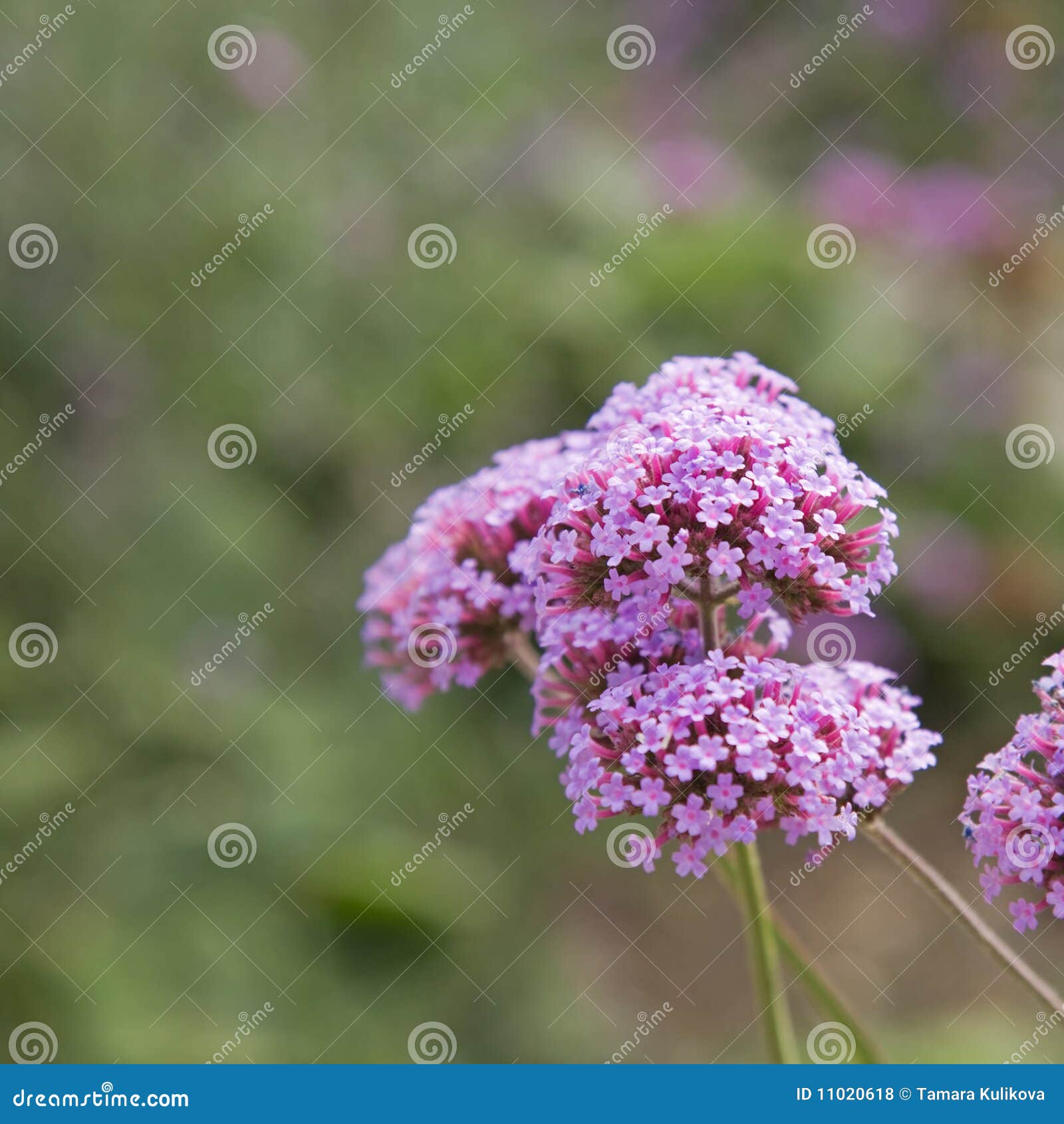 Bonariensis Van Het Ijzerkruid Stock Foto - Image of ijzerkruid ...
