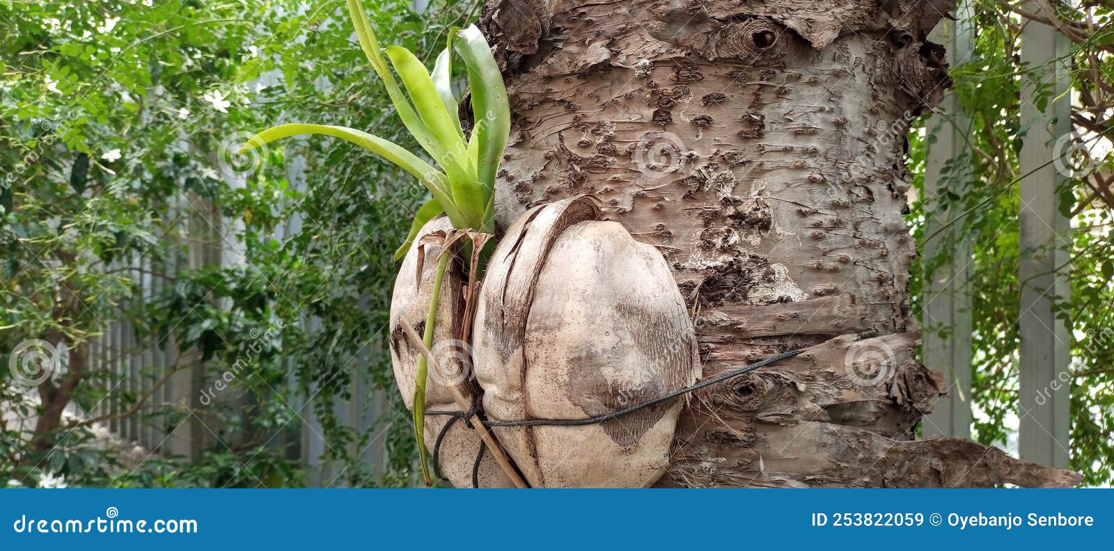 Bond Friendship Relationship Life Tree Stock Image - Image of life ...