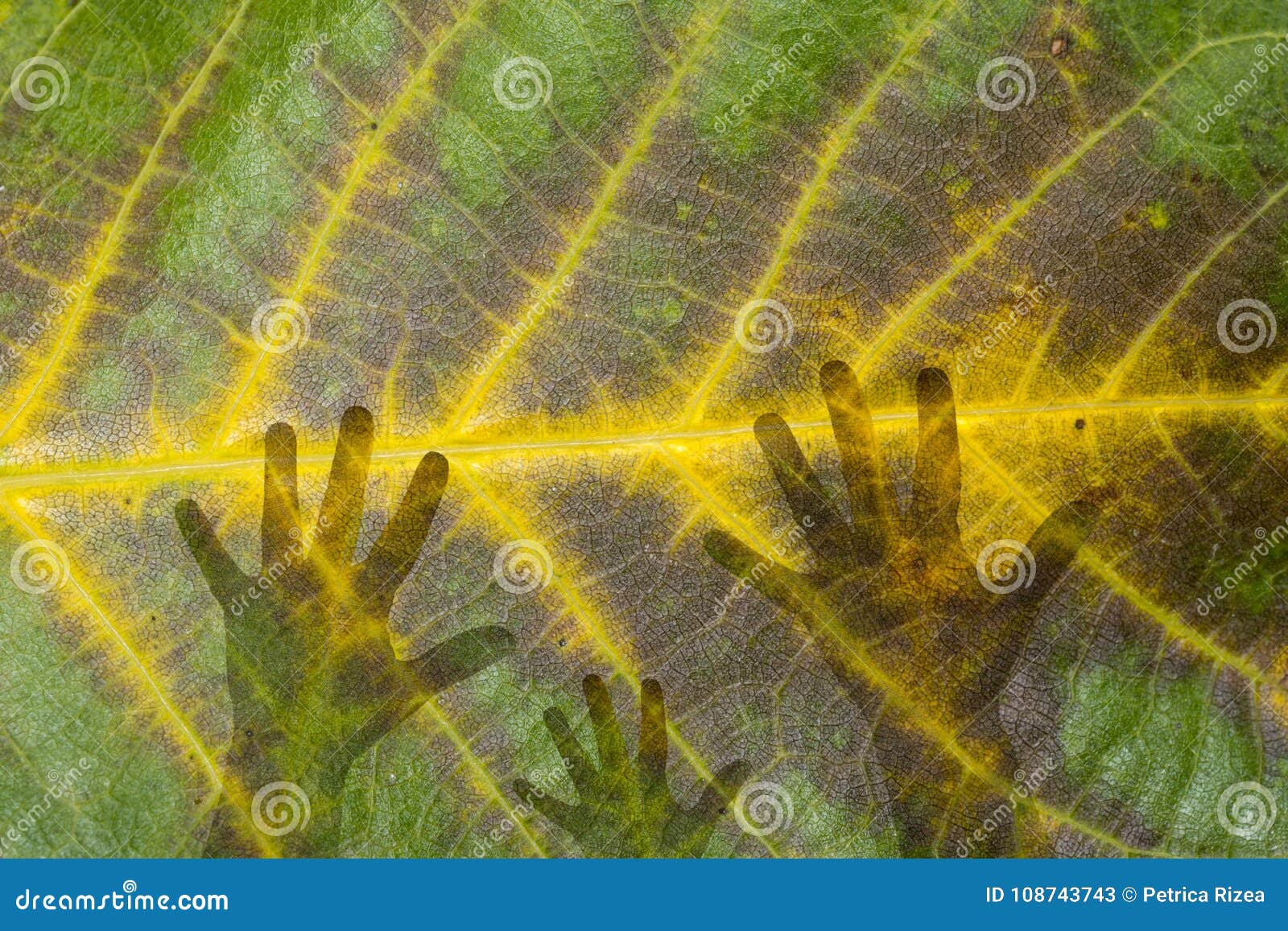 Bond with nature stock image. Image of leaves, community - 108743743