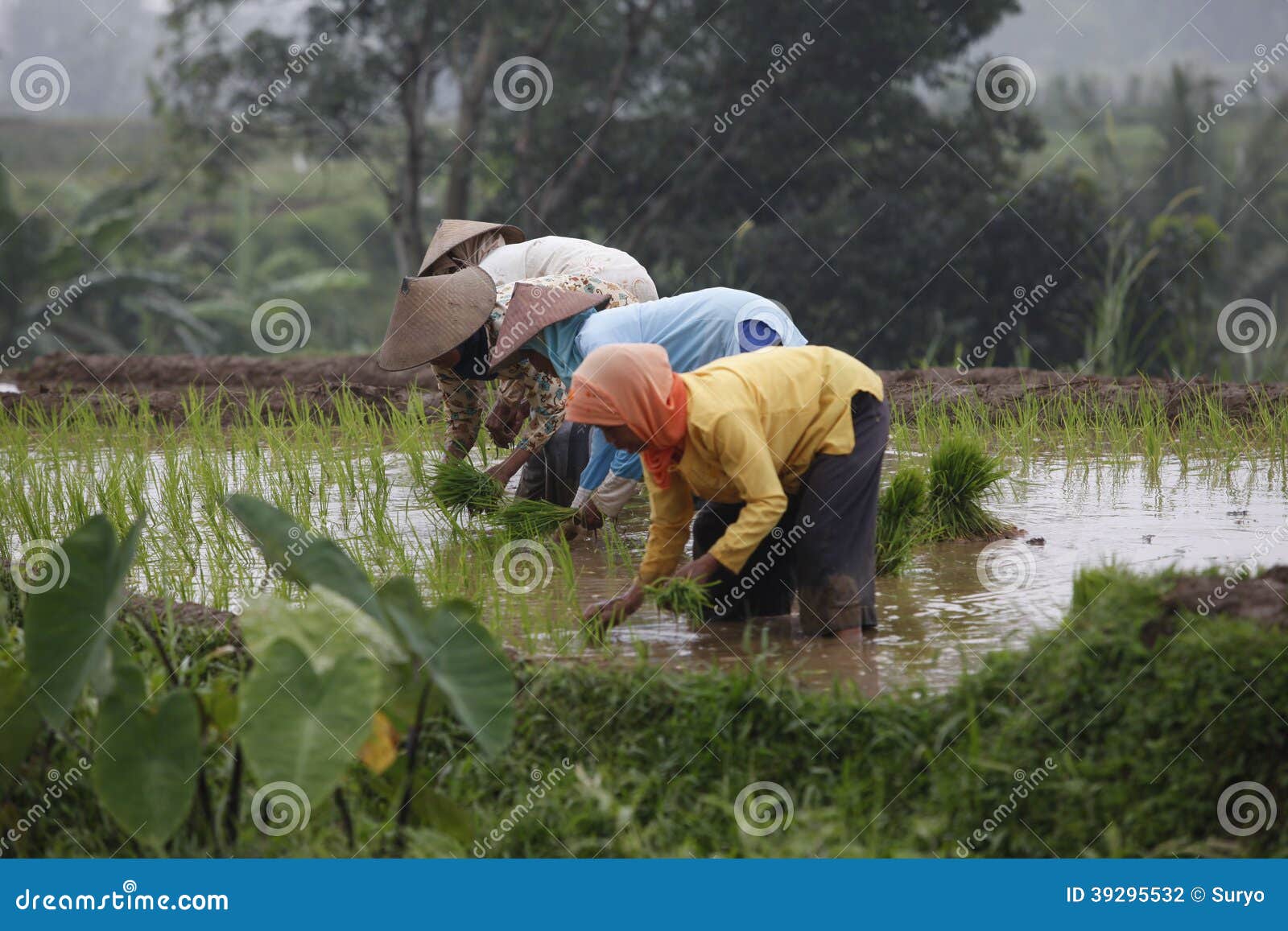 Bonde redaktionell arkivbild. Bild av fält, lantarbetare - 39295532
