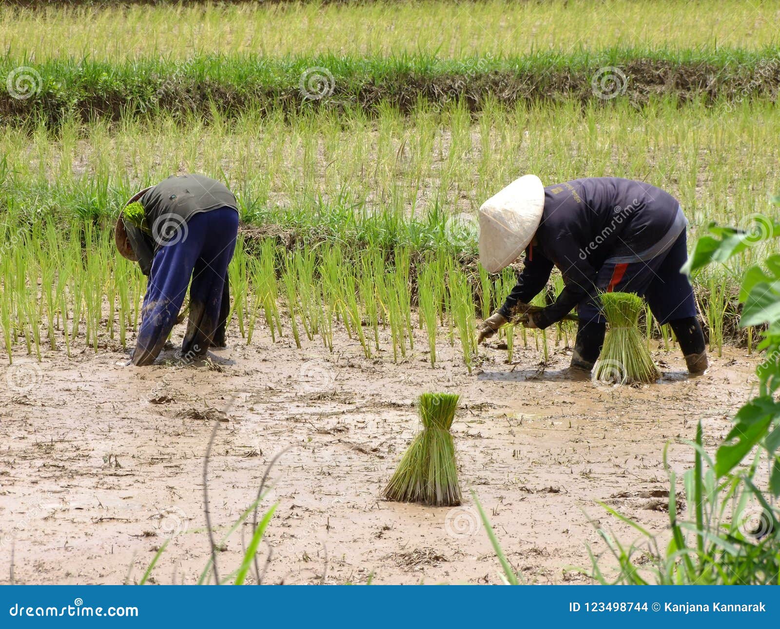 Bonde Som Planterar Utomhus- Ris Redaktionell Fotografering för ...