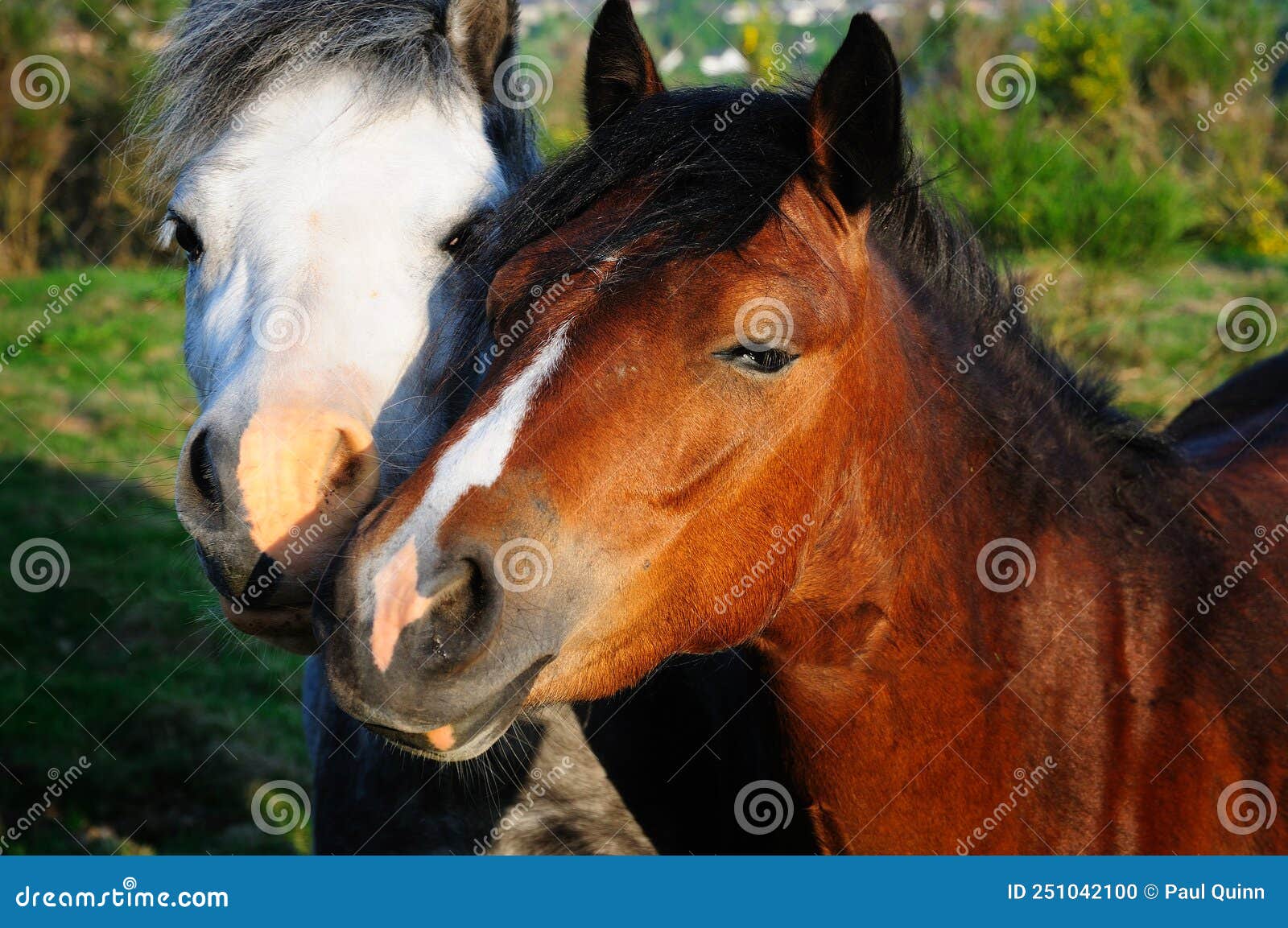 Bonding Horses stock photo. Image of equestrianism, horse - 251042100