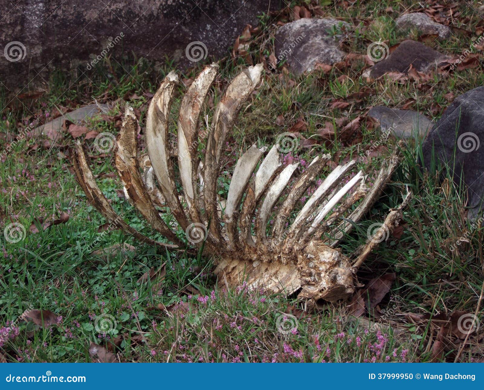 Bone stock photo. Image of field, bone, specimen, animal - 37999950