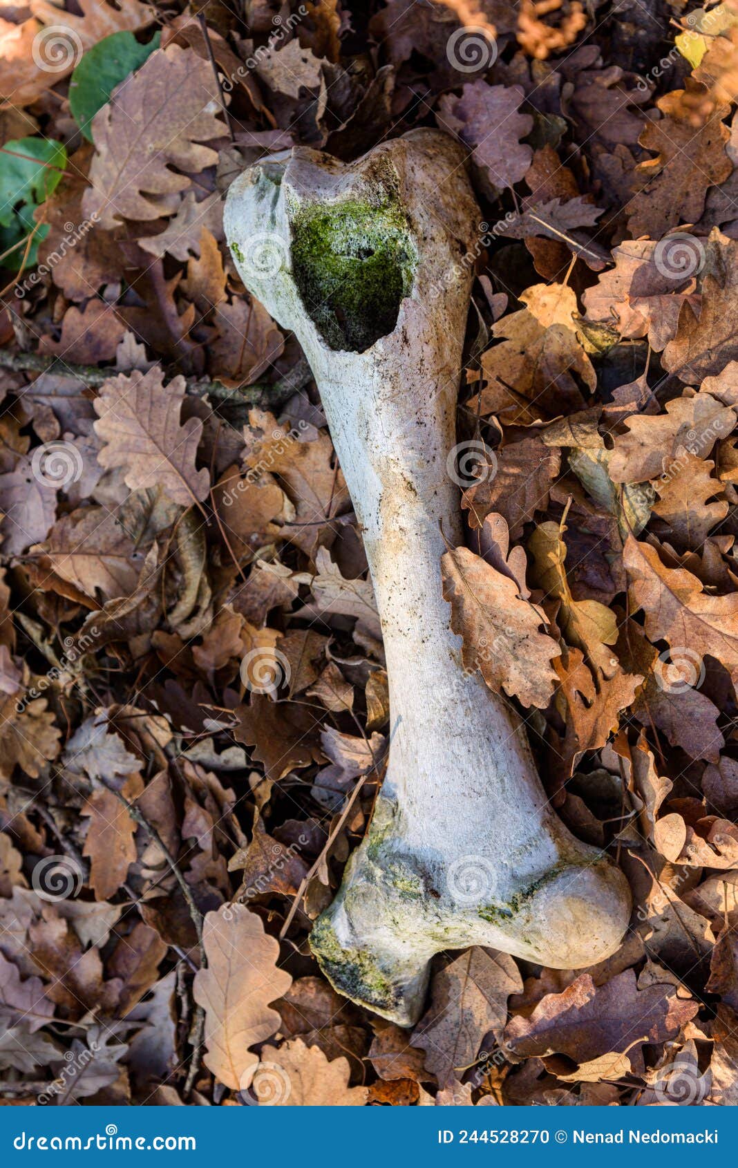 The Bone of an Animal in Nature Stock Photo - Image of broken, death ...
