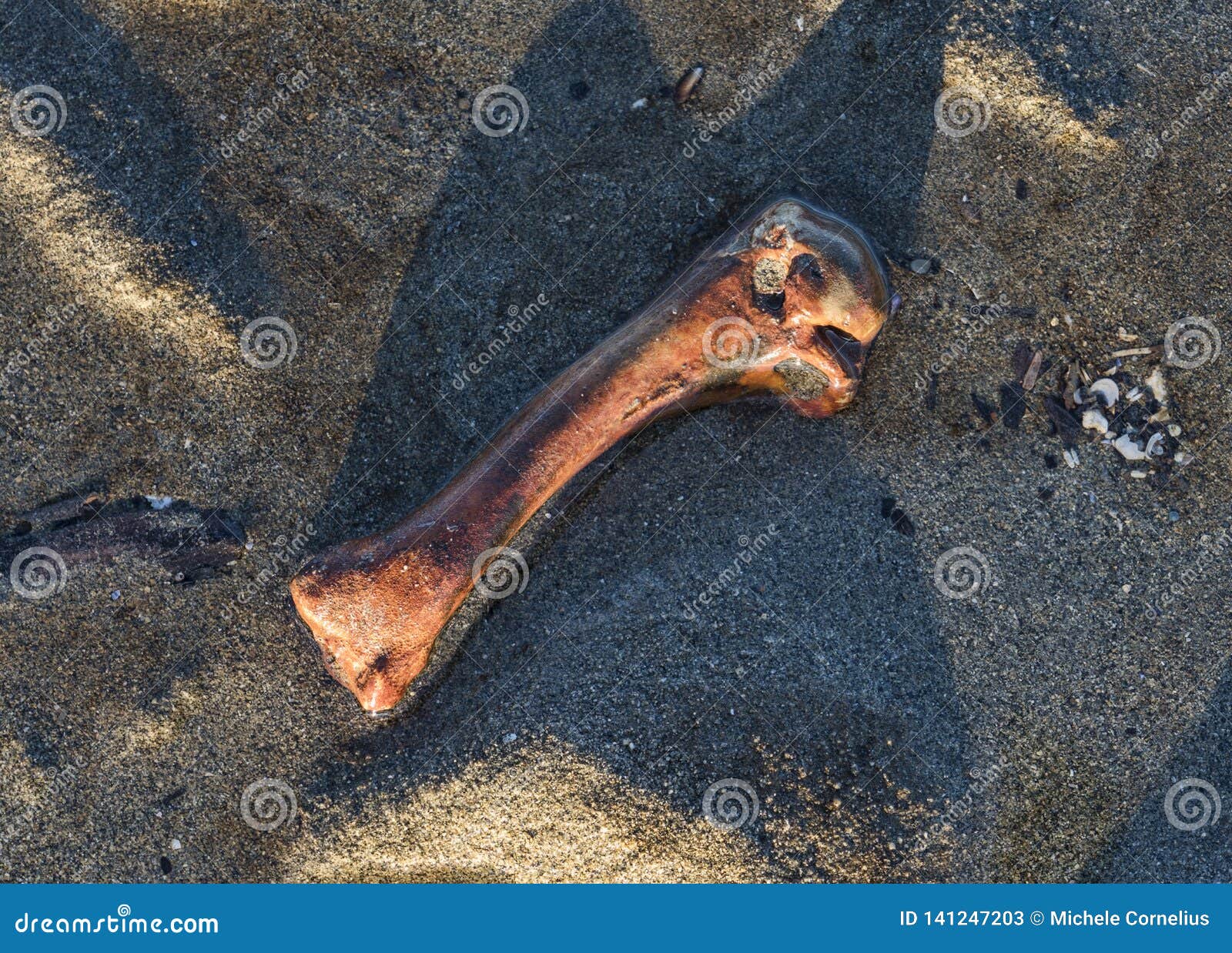 Bone Beach Stock Photos - Download 1,103 Royalty Free Photos