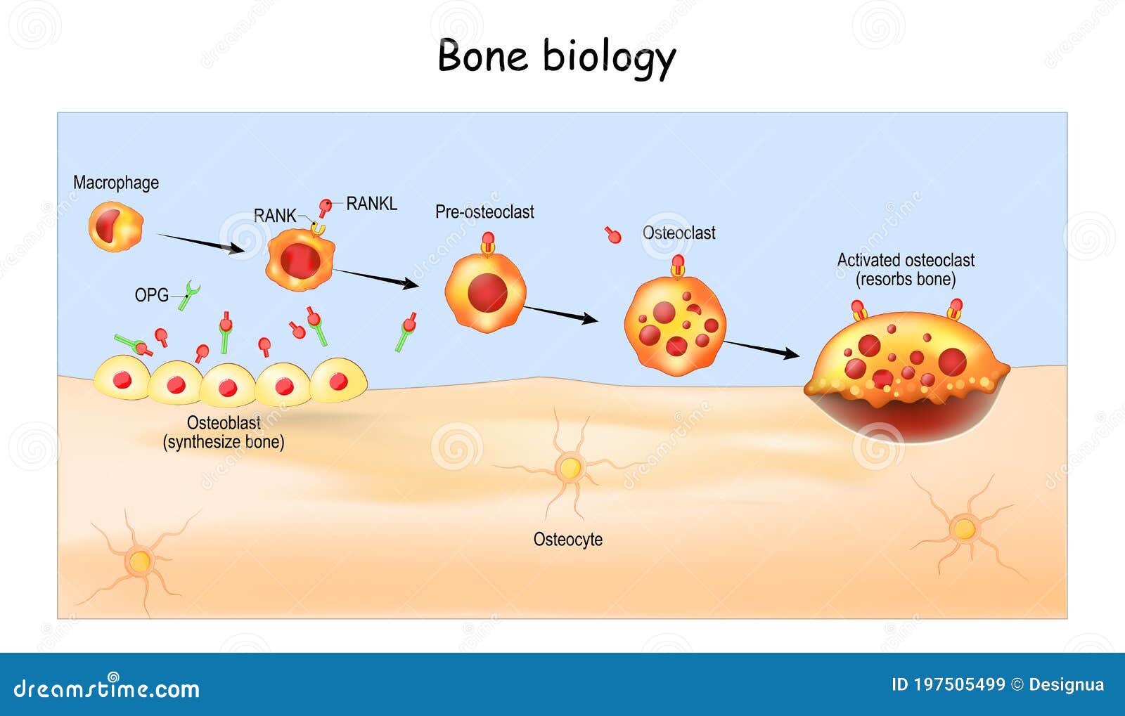 Osteoprotegerin Clipart And Illustrations