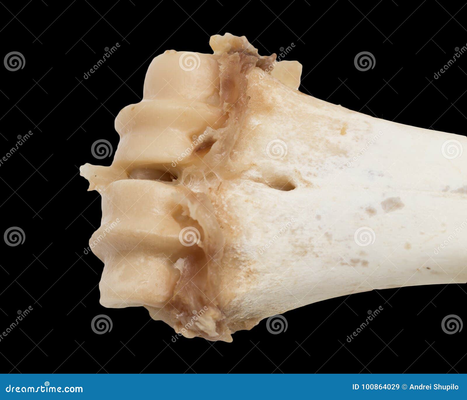 Bone on a black background stock image. Image of freshness - 100864029