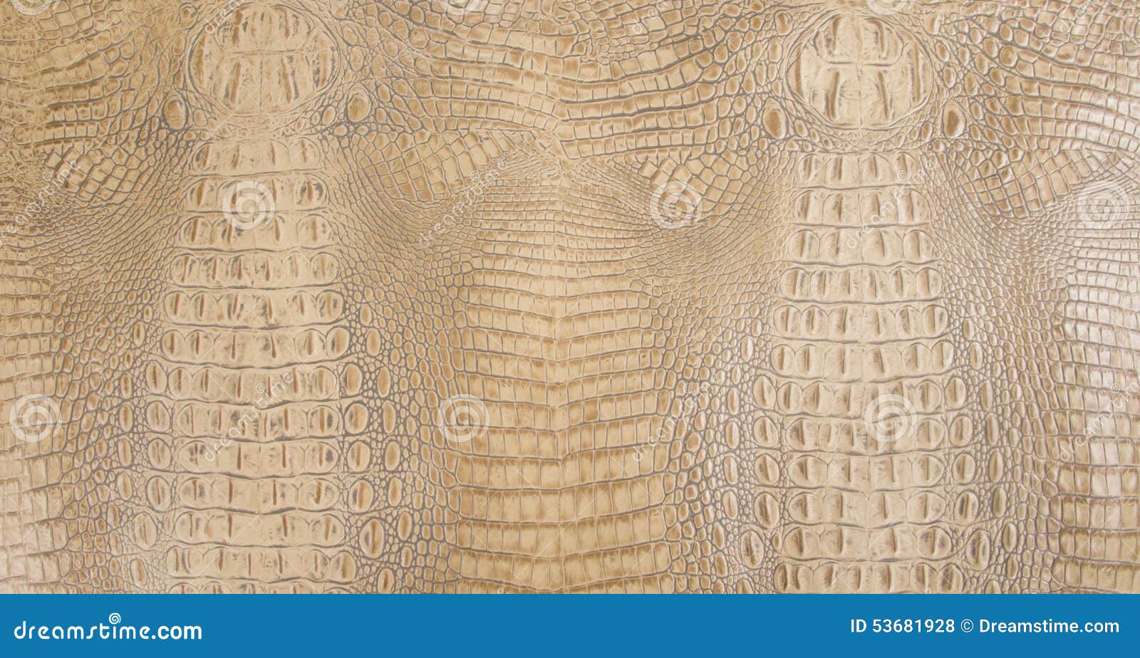 Bone Colored Embossed Gator Back Leather Texture Stock Photo - Image of ...