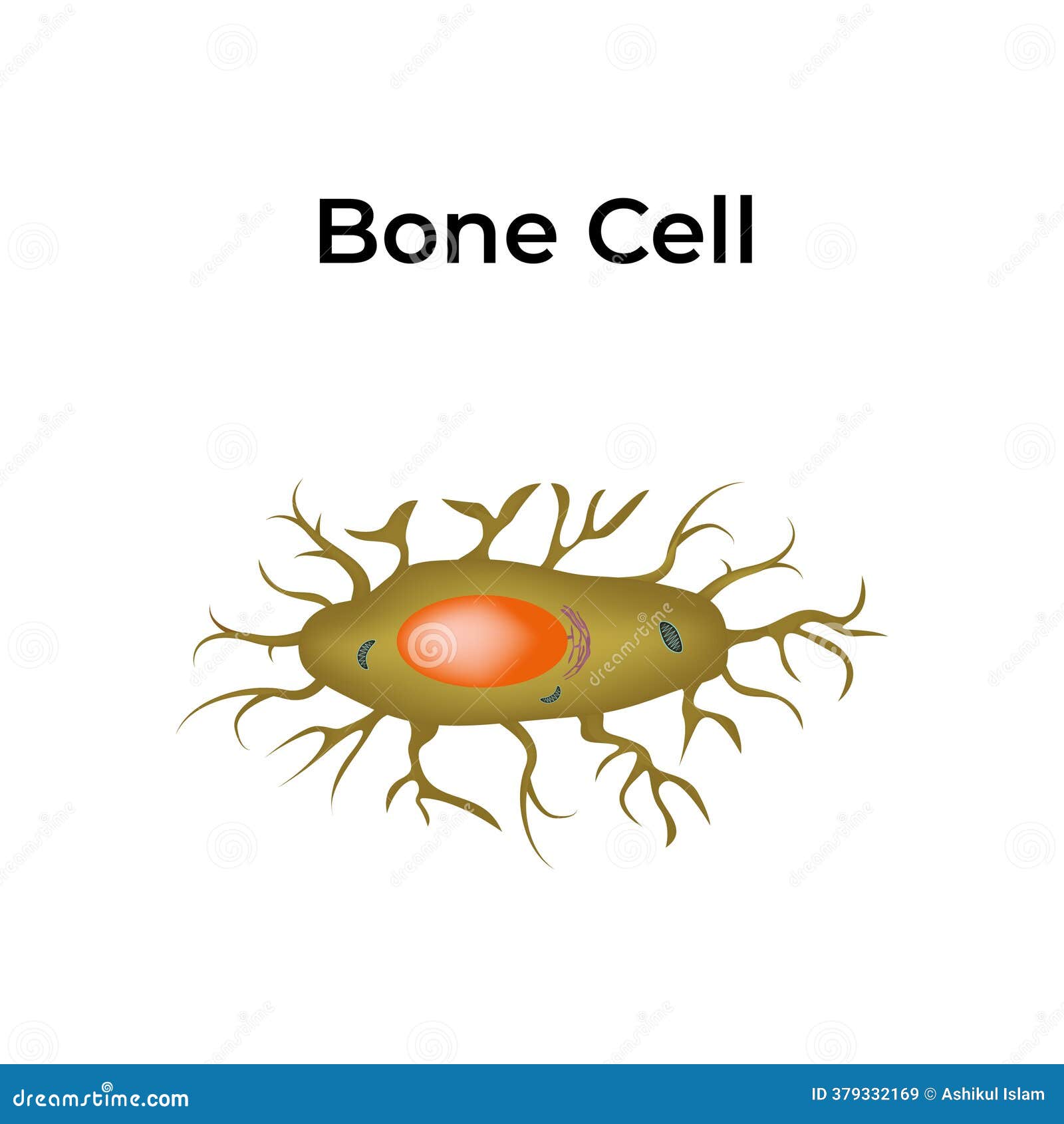 Bone Cell Differentiation Activation Diagram Royalty-Free Cartoon ...