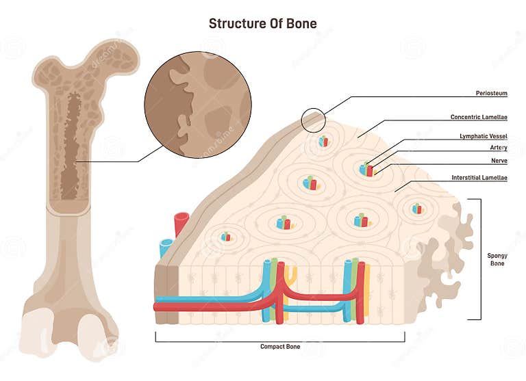 Bone Cross Section Anatomical Detailed Structure Of Bone Tissue Stock Vector Illustration Of