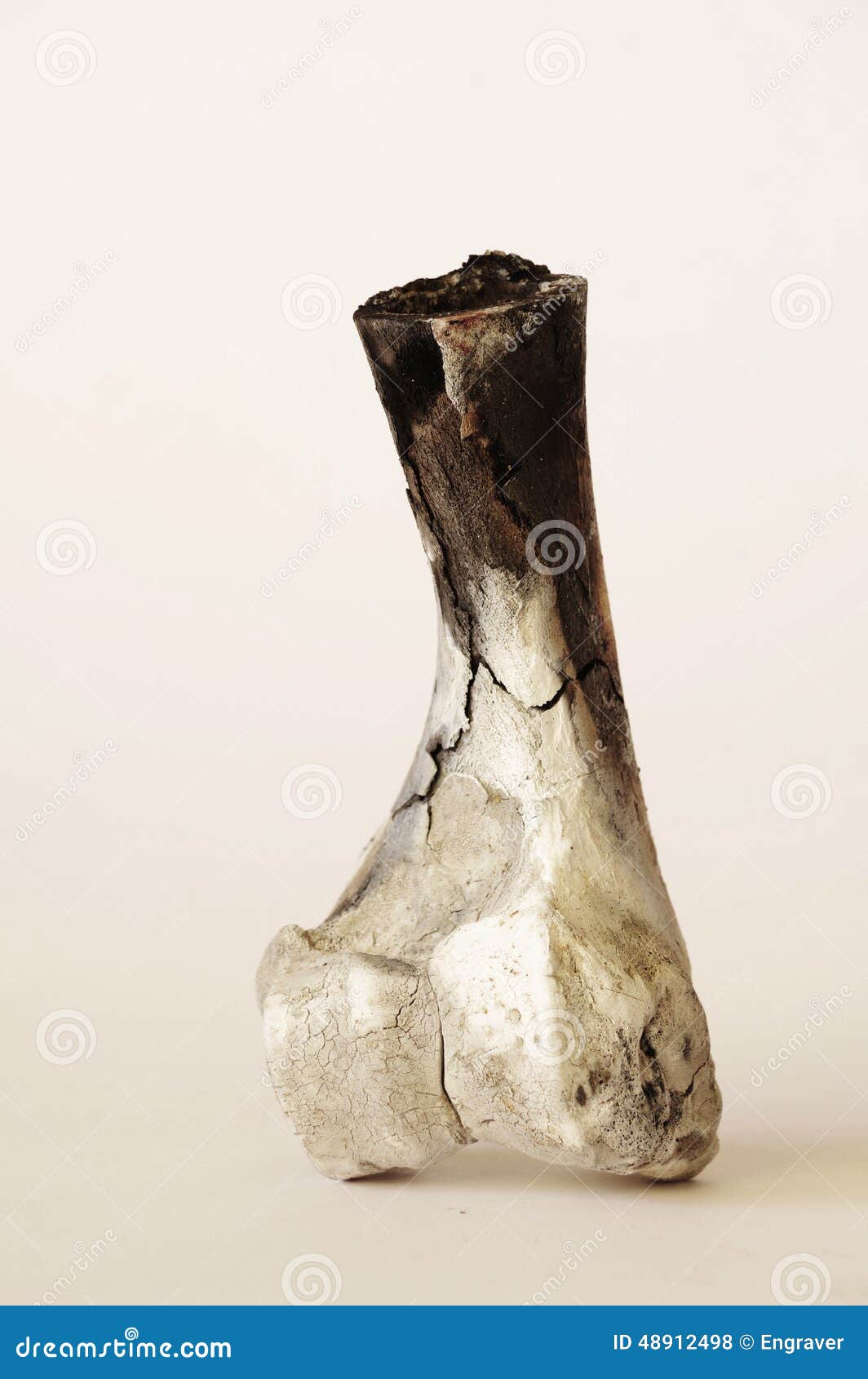 5,025 Bone Fire Stock Photos - Free & Royalty-Free Stock Photos from ...