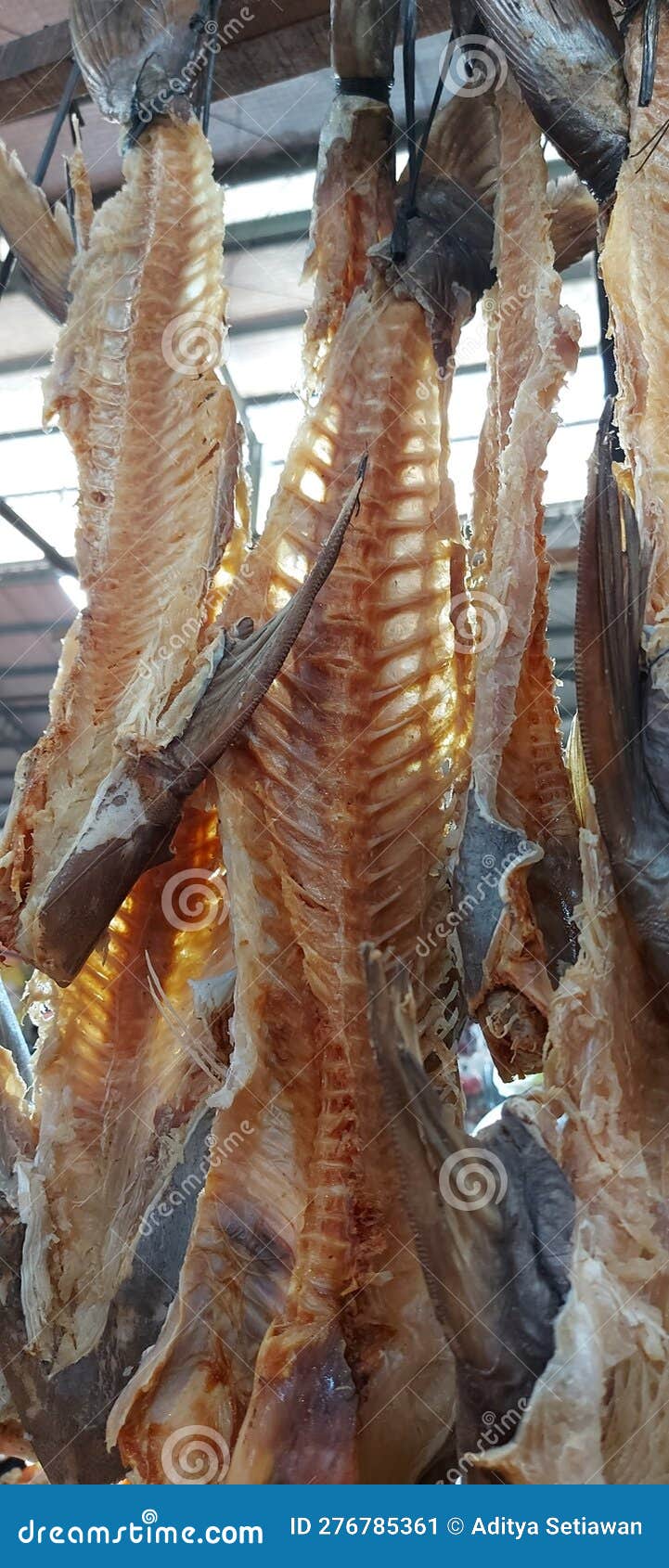 The bone of fish stock image. Image of animal, canna - 276785361