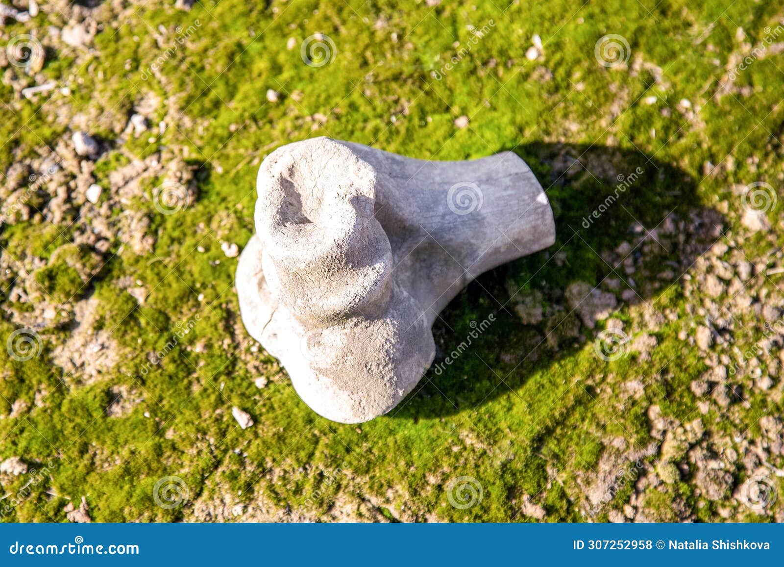 The Bone Fragment of the Animal is on the Surface of the Grass-covered ...