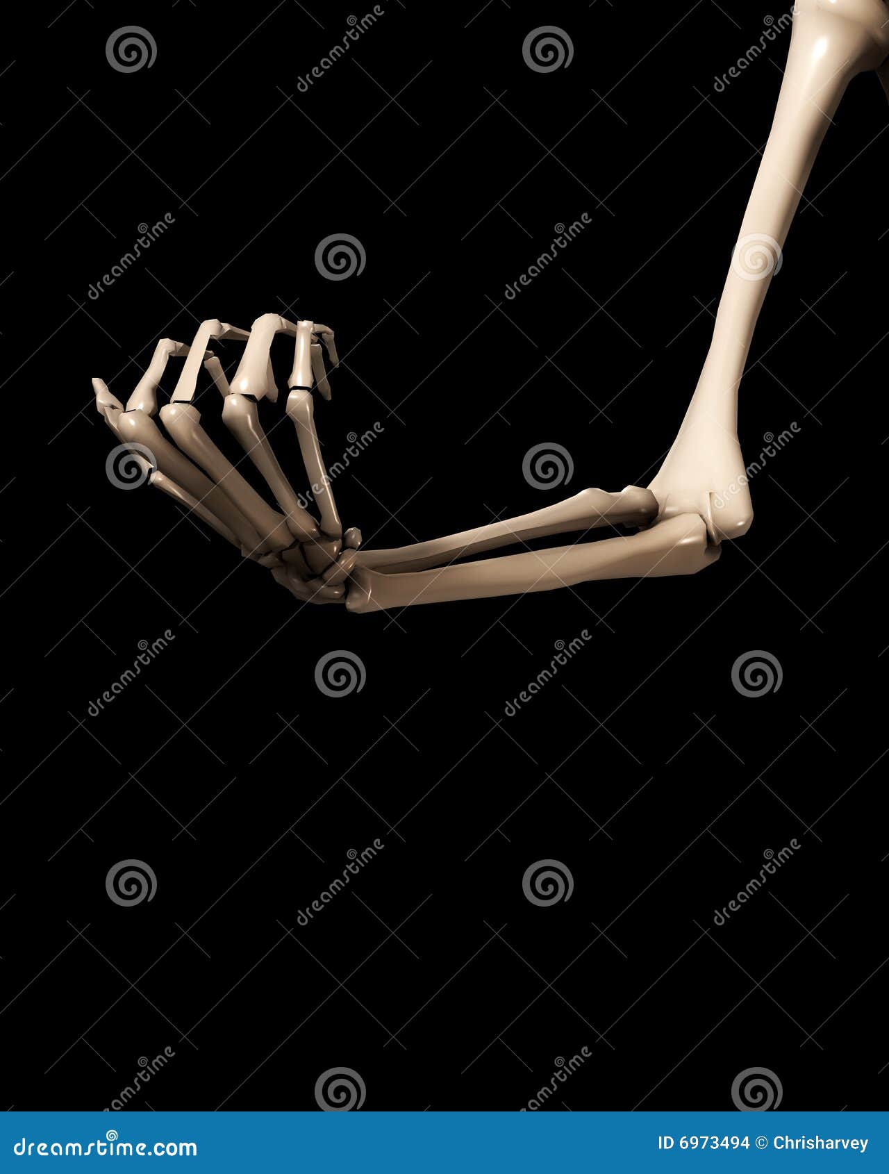 Bone Hand And Arm Stock Photo | CartoonDealer.com #6973494