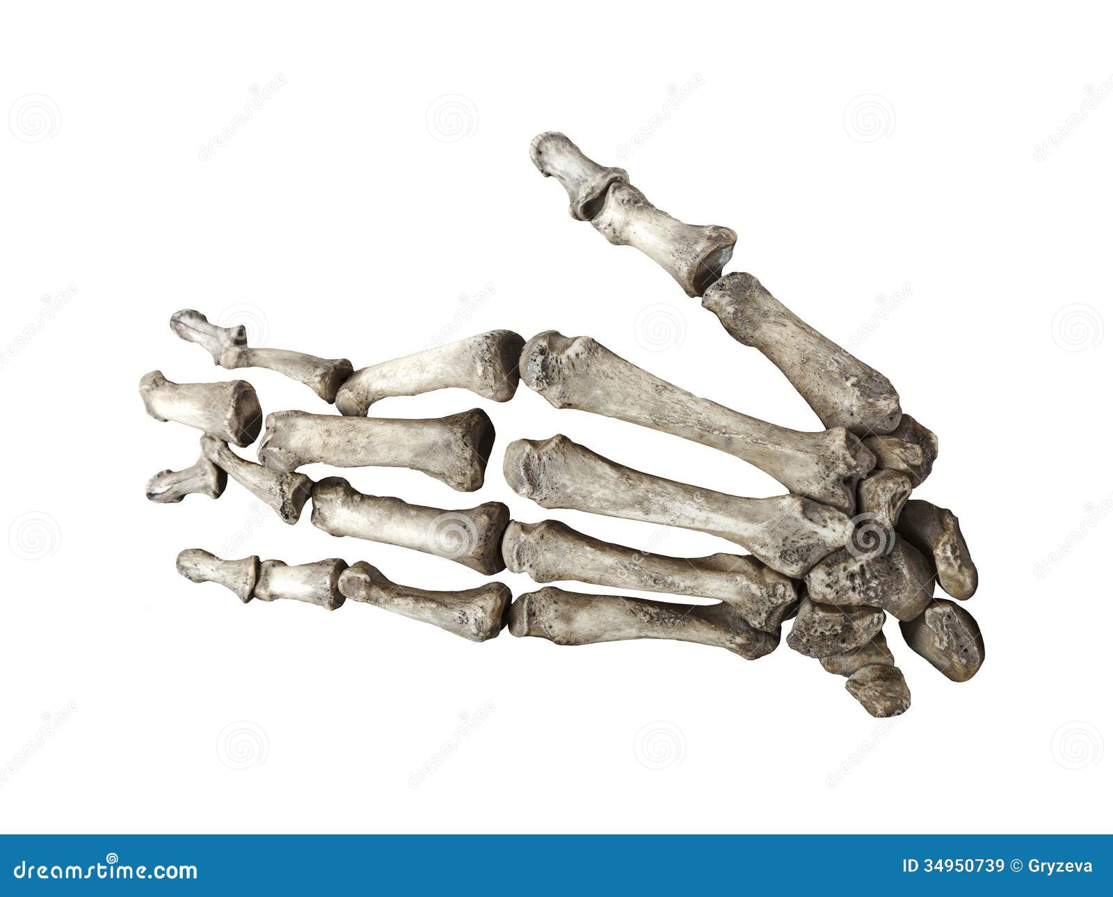 Bone Human Hand Isolated on White Background Stock Image - Image of ...