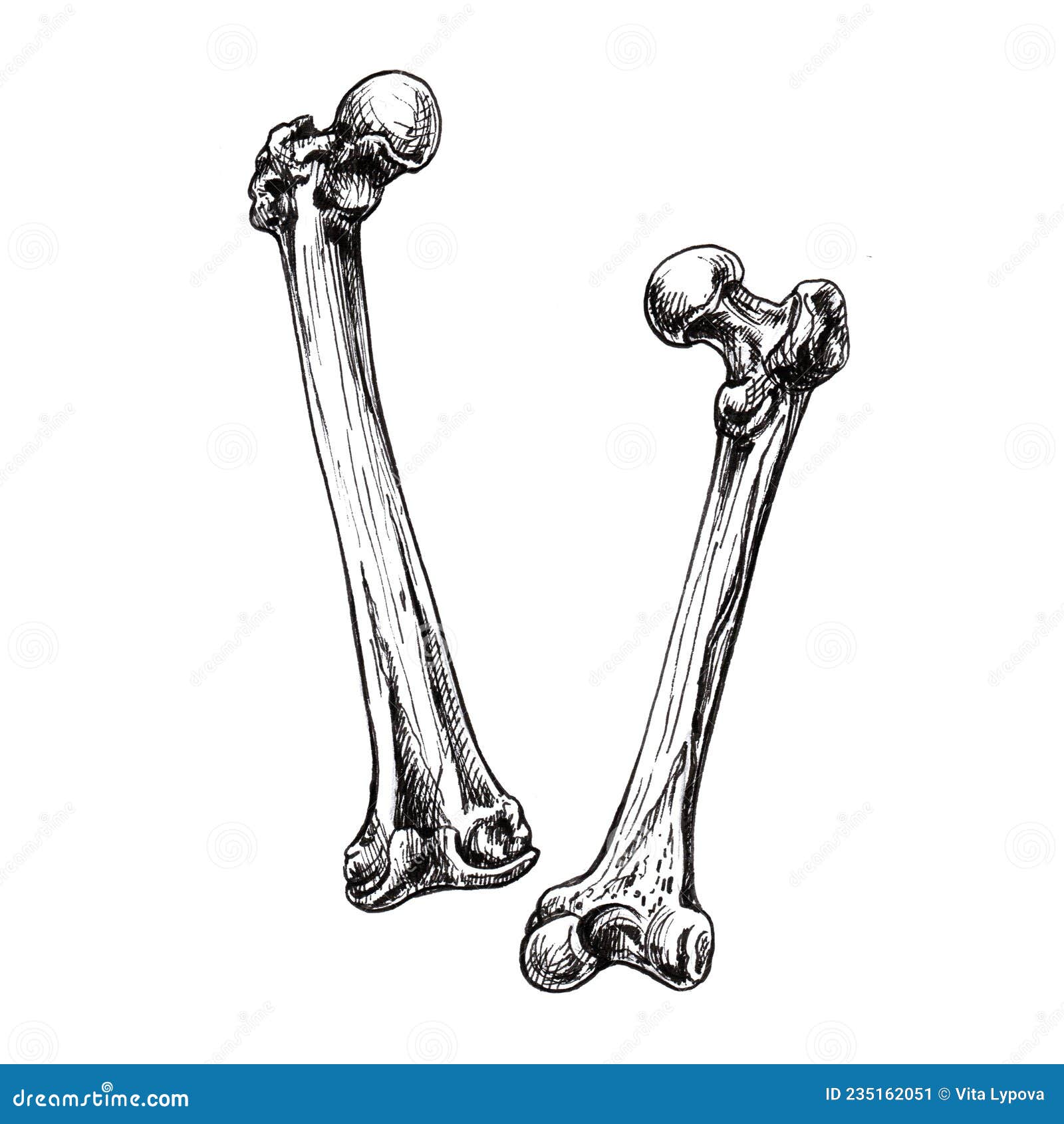 455_bone, Human Thigh Thigh, Back View, Front View Stock Illustration ...