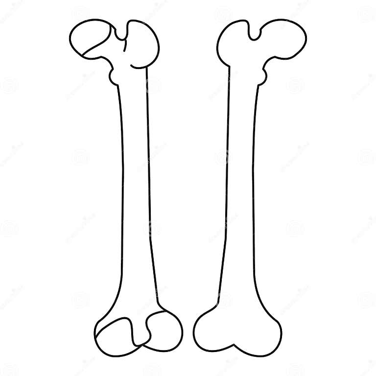 Bone icon, outline style stock vector. Illustration of identity - 80571288