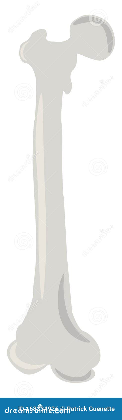 Bone, illustration, vector stock illustration. Illustration of vector ...