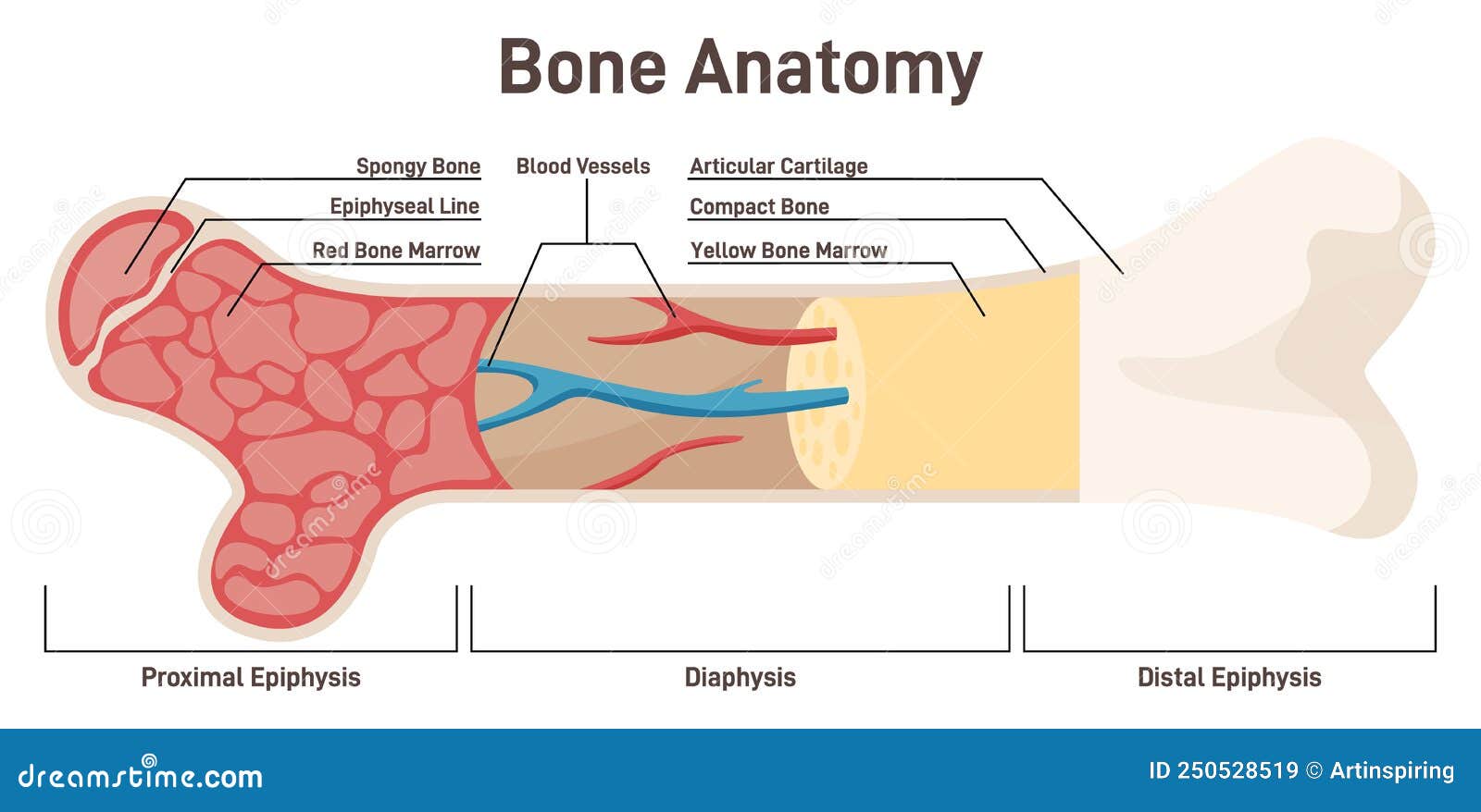 Bone Internal Structure. Didactic Scheme Of Anatomy Of Human Bone ...
