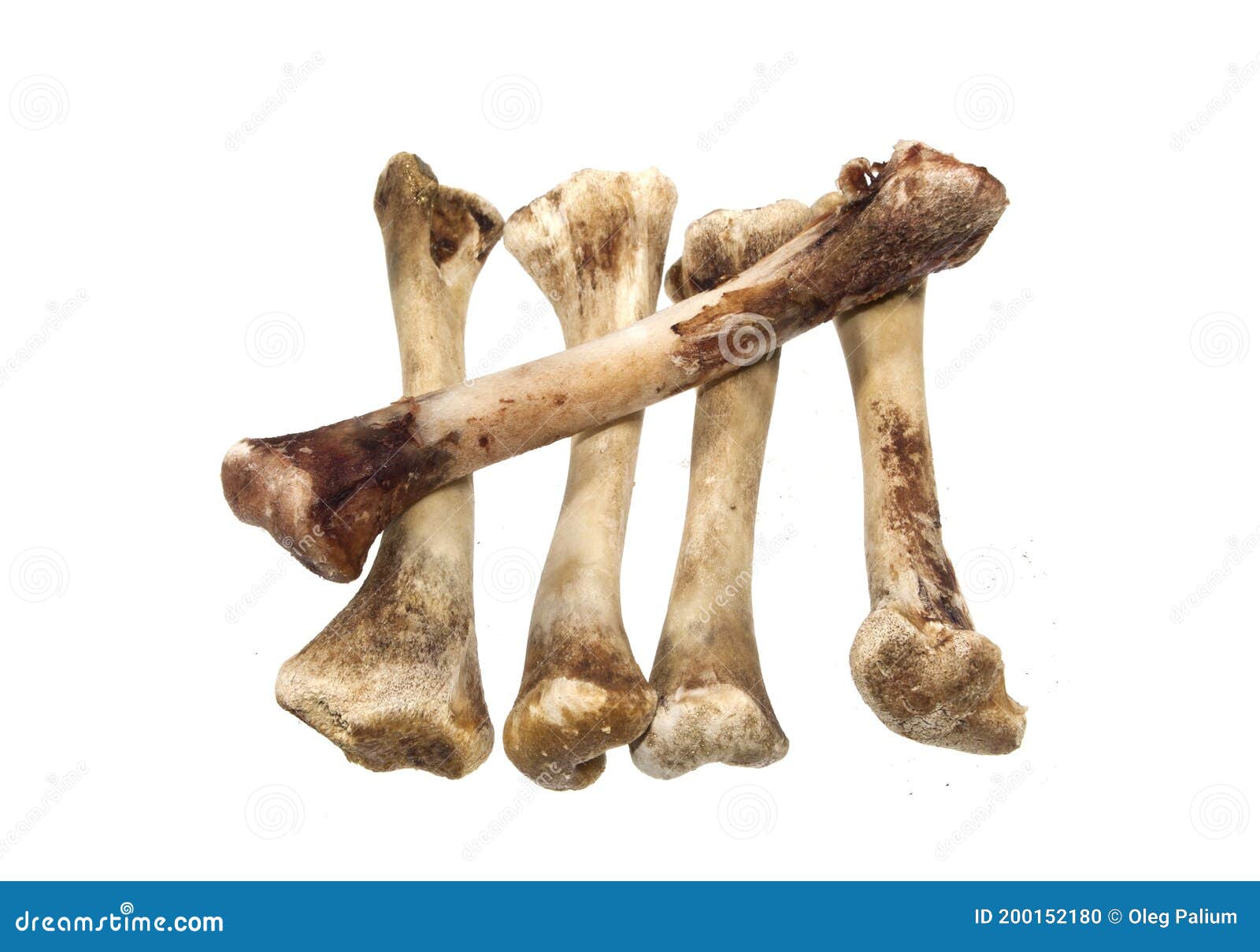 Bone Isolated on White Background Stock Photo - Image of fish, animal ...