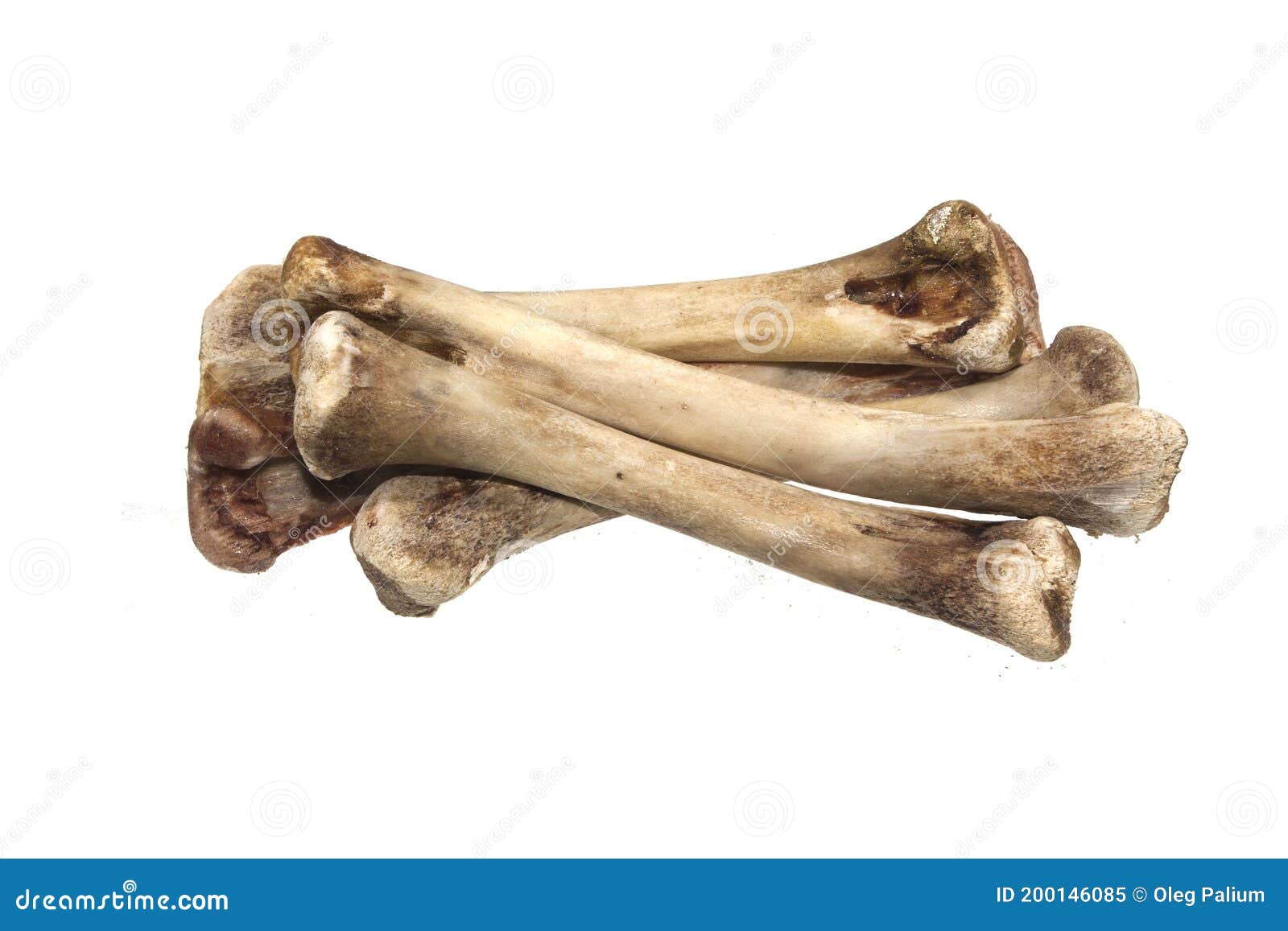 Bone Isolated on White Background Stock Image - Image of background ...