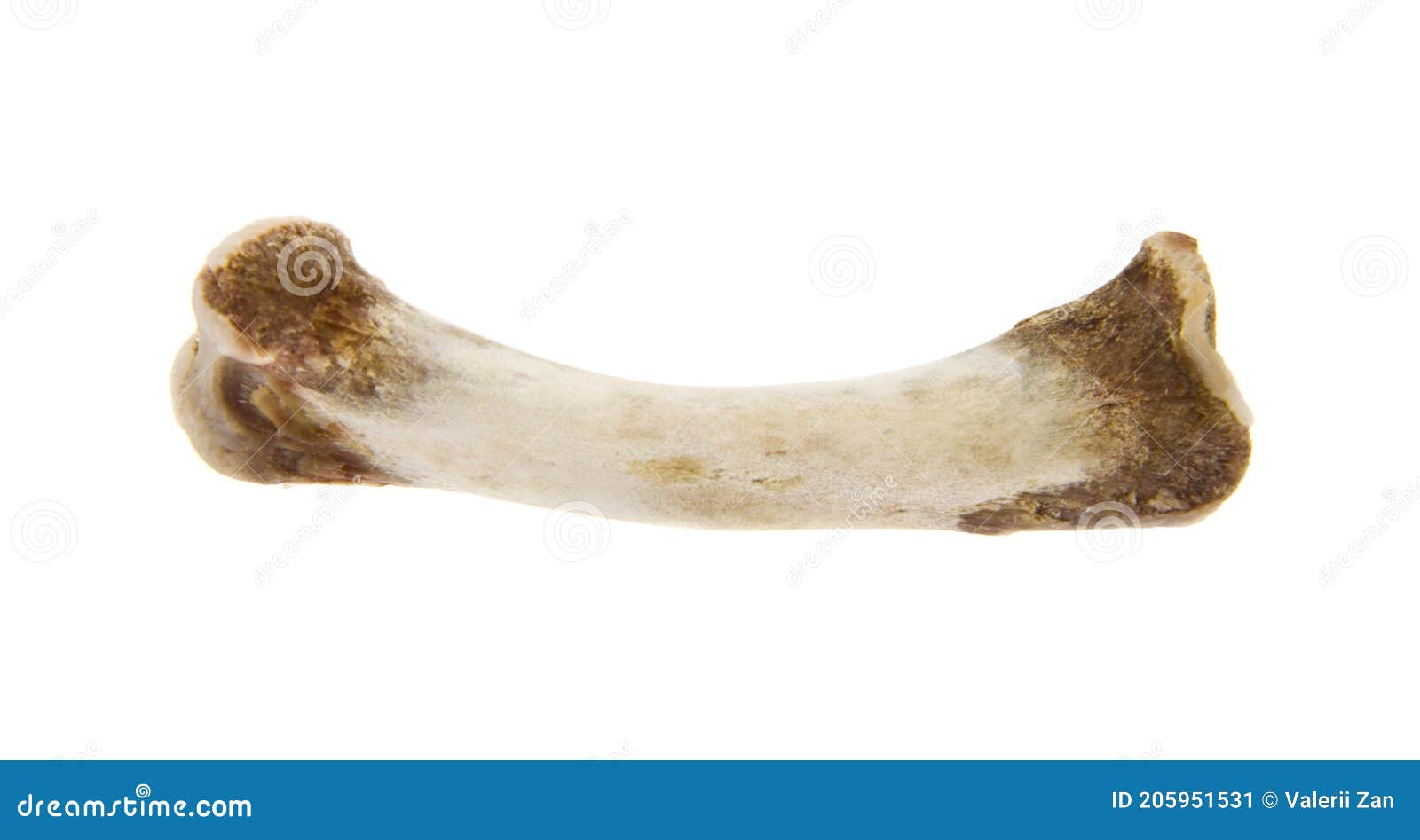 Bone Isolated on White Background Stock Image - Image of eaten, human ...