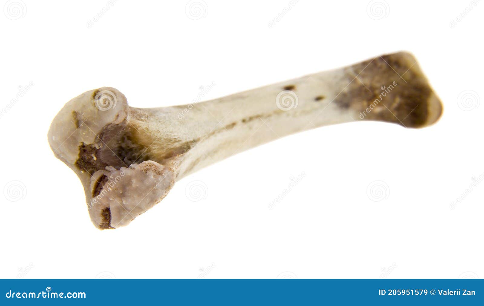 Bone Isolated on White Background Stock Image - Image of antique ...