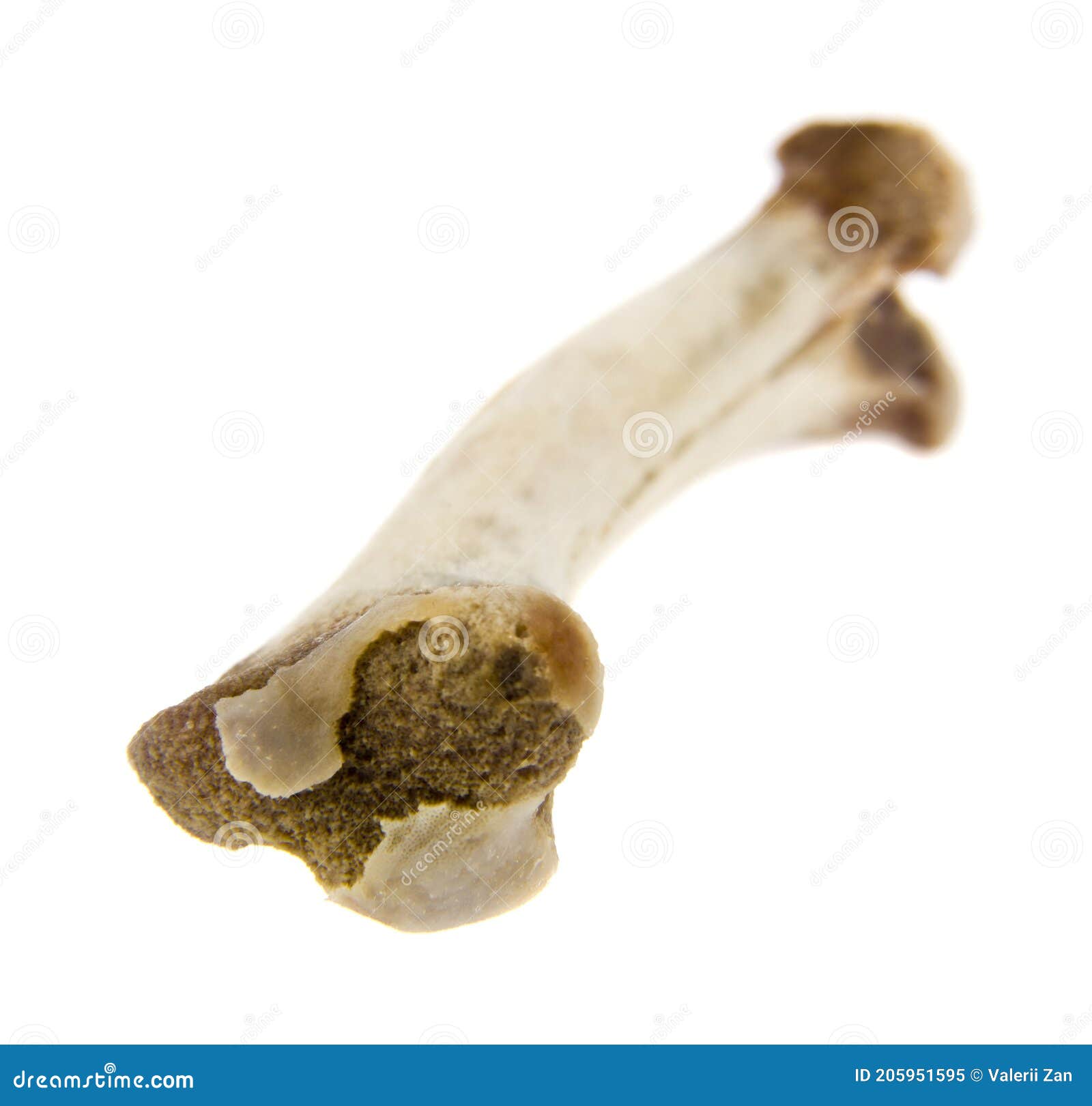 Bone Isolated on White Background Stock Image - Image of closeup ...