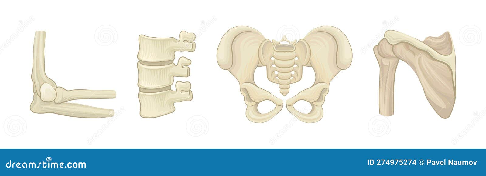 Bone and Joints As Parts of Human Skeleton Vector Set Stock Vector ...