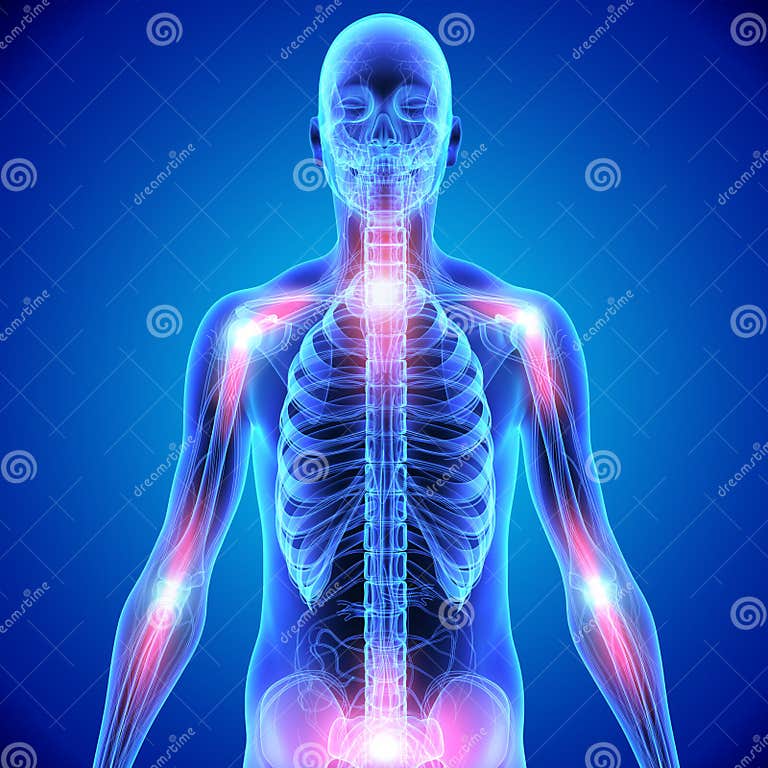 Bone joints of skeleton stock illustration. Illustration of extension ...
