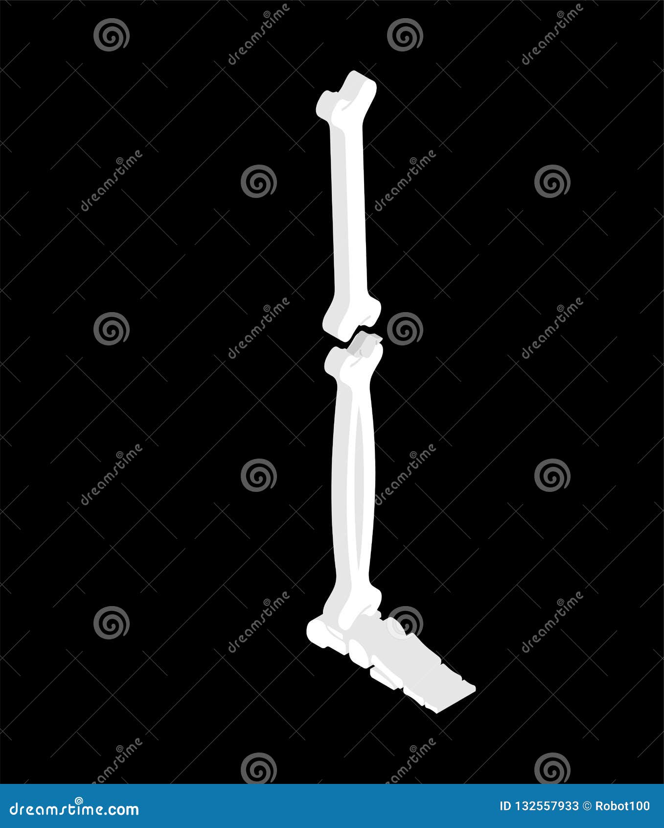 Bone Leg Isometric Isolated. 3D Bones Anatomy Stock Vector ...