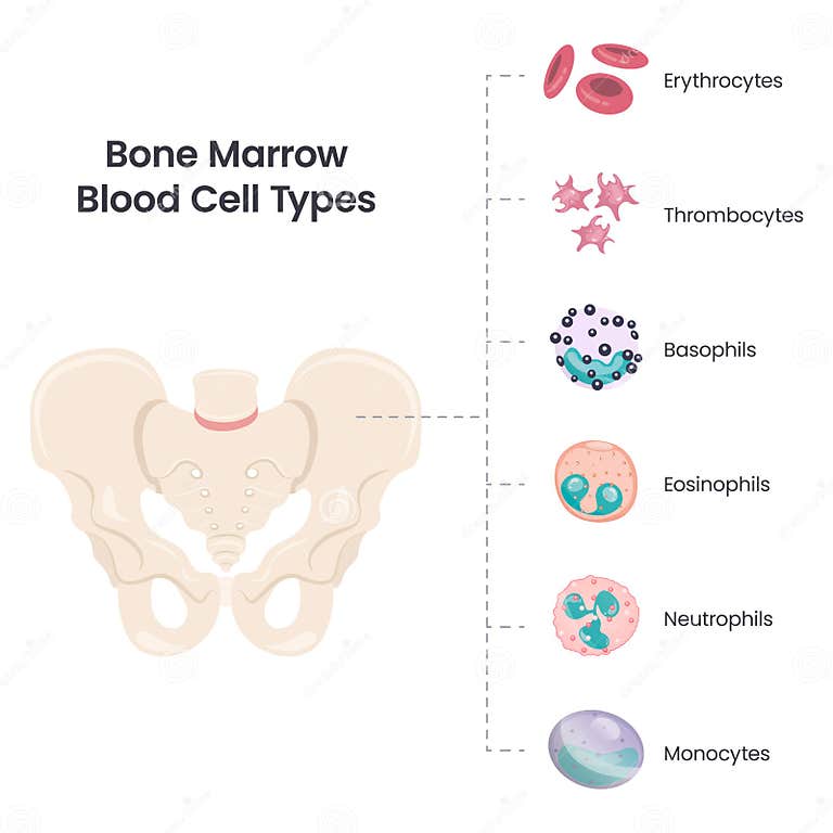 Bone Marrow Blood Cell Types Scientific Vector Illustration Stock ...