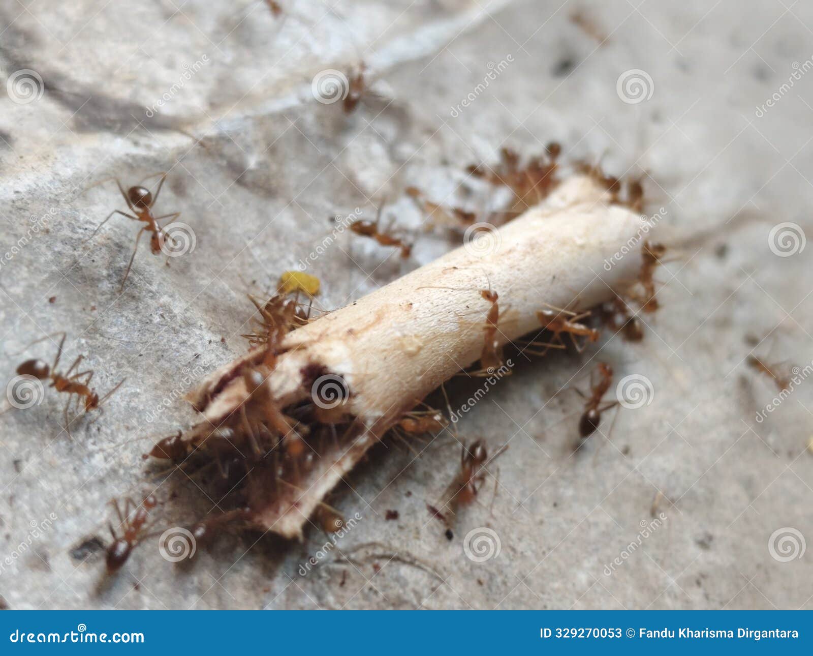 Bone marrow and ant stock image. Image of arthropod - 329270053