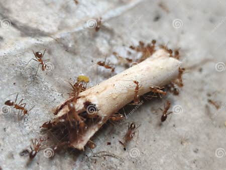 Bone marrow and ant stock image. Image of arthropod - 329270053