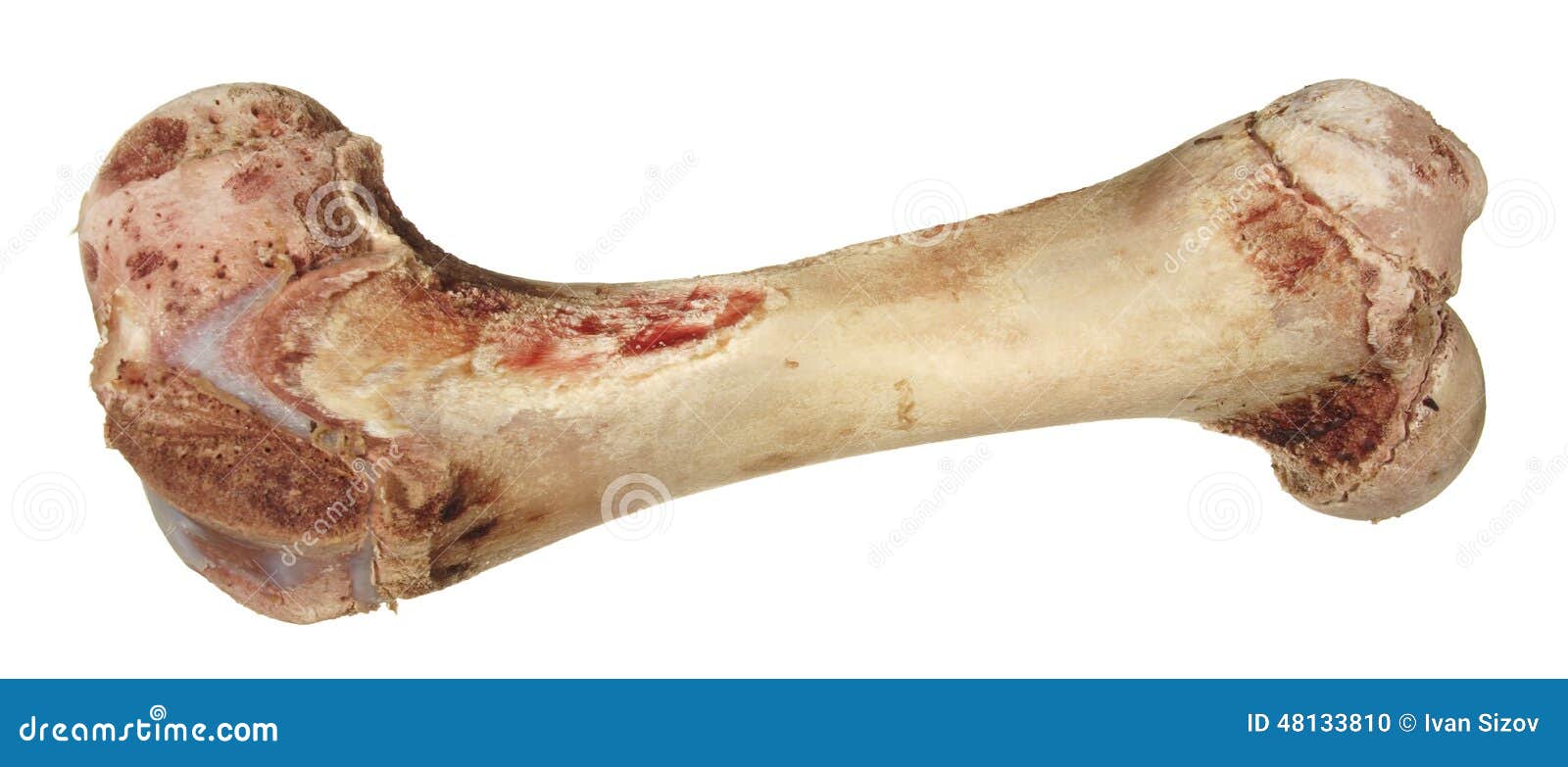 Bone without meat stock photo. Image of small, education - 48133810