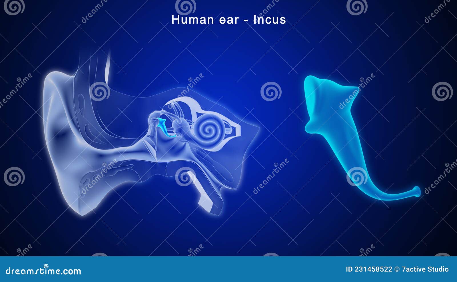 A bone in the middle ear stock photo. Image of stapes - 231458522