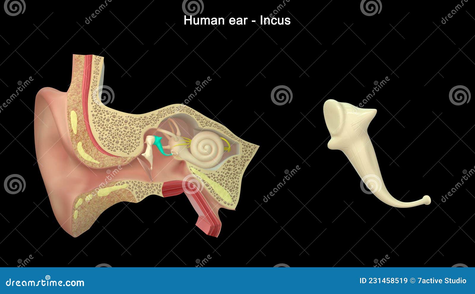 A bone in the middle ear stock illustration. Illustration of bone ...