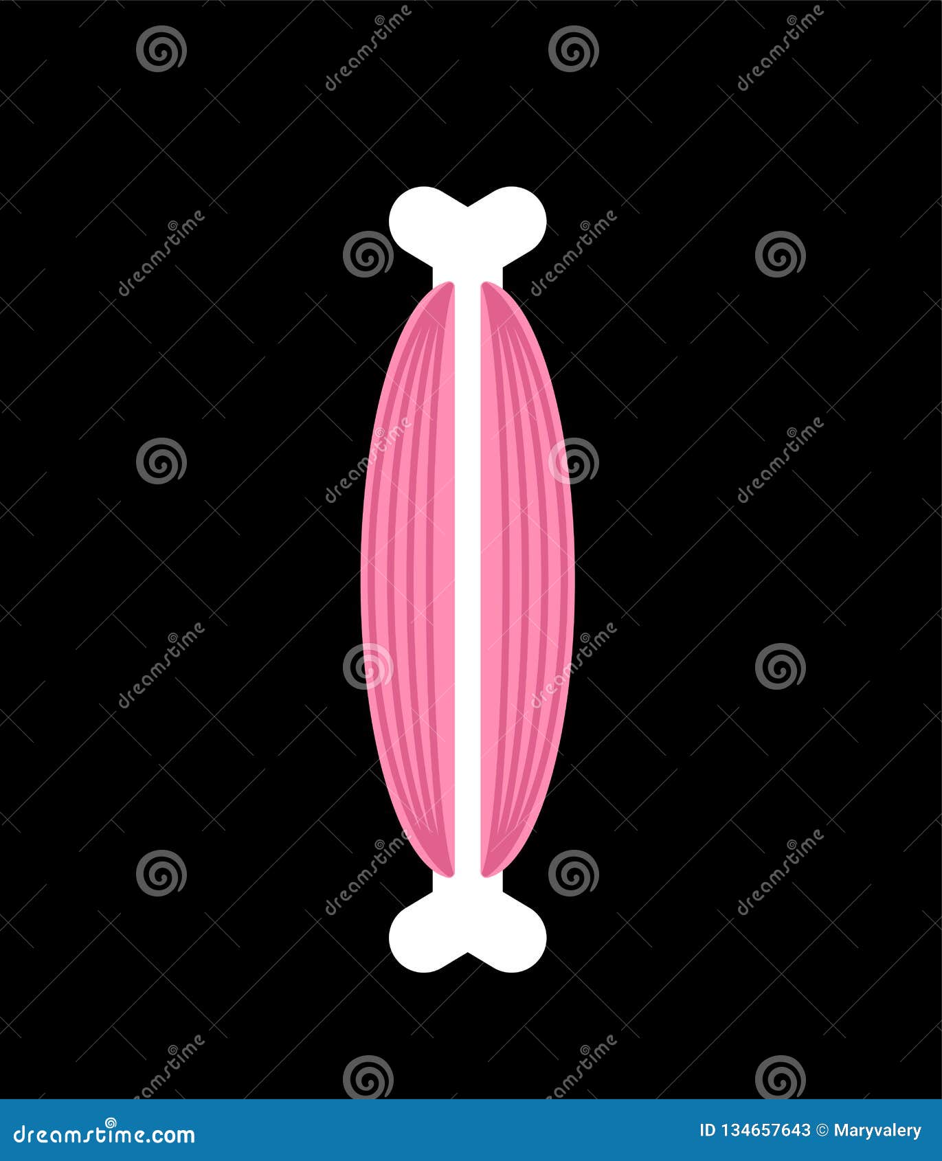 Bone with Muscles. Human Anatomy Illustration Stock Vector ...