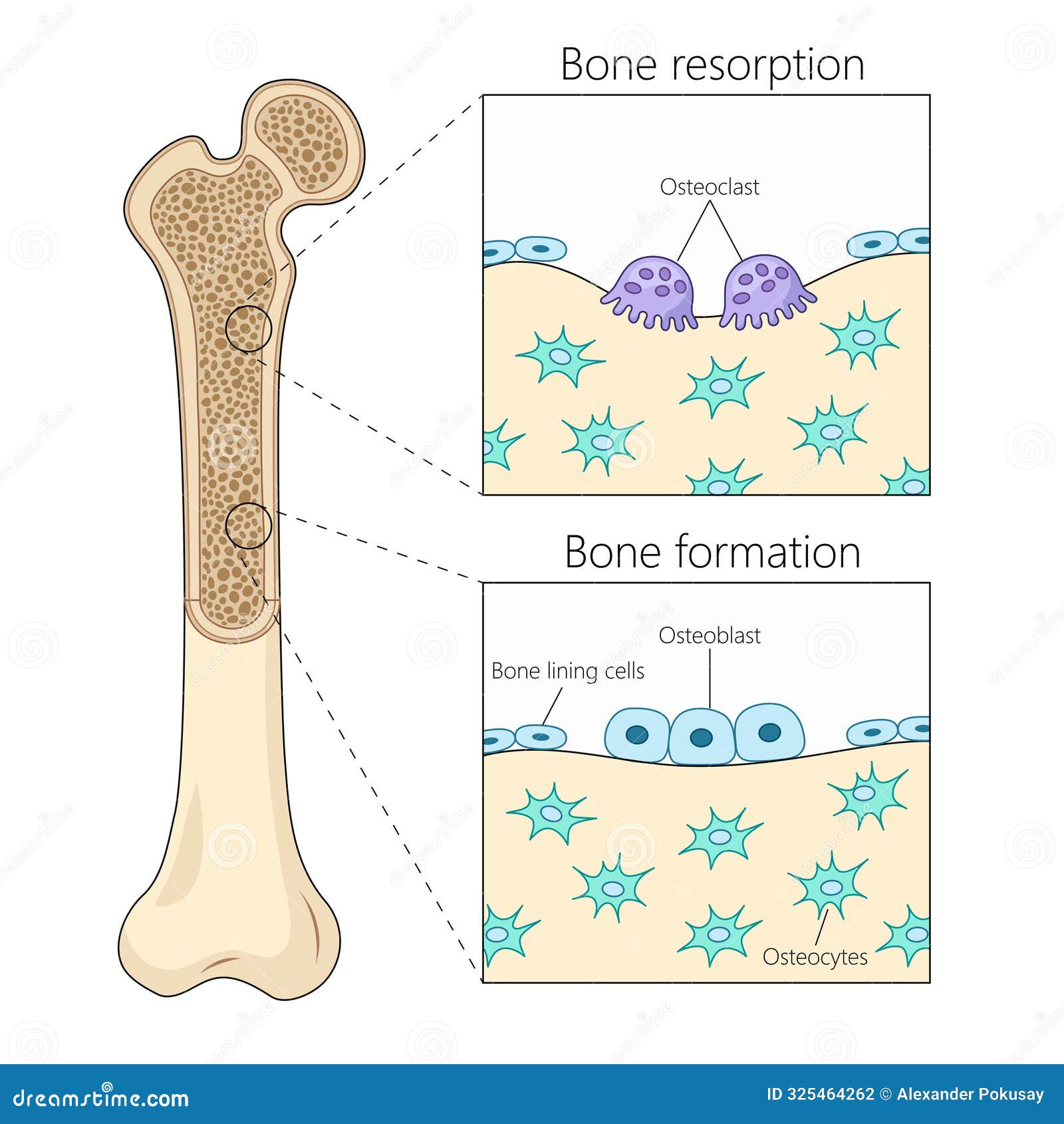 Bone Resorption Formation Diagram Medical Science Stock Illustration ...