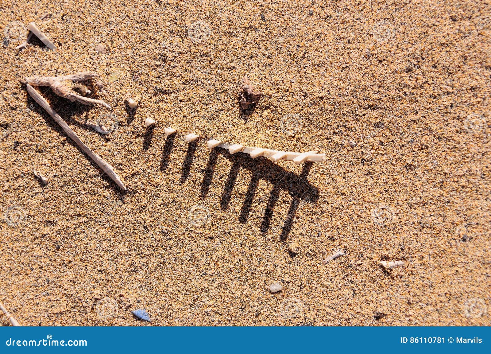 Bone on the sand stock image. Image of sunshine, light - 86110781
