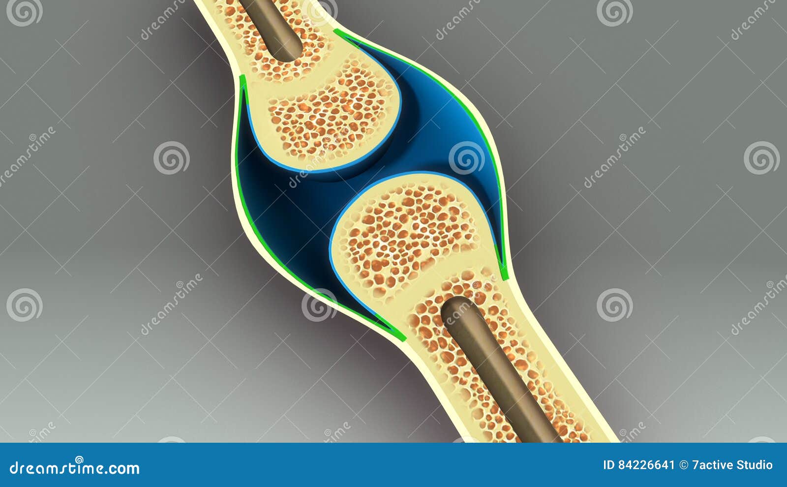 Bone Section stock illustration. Illustration of anatomy - 84226641