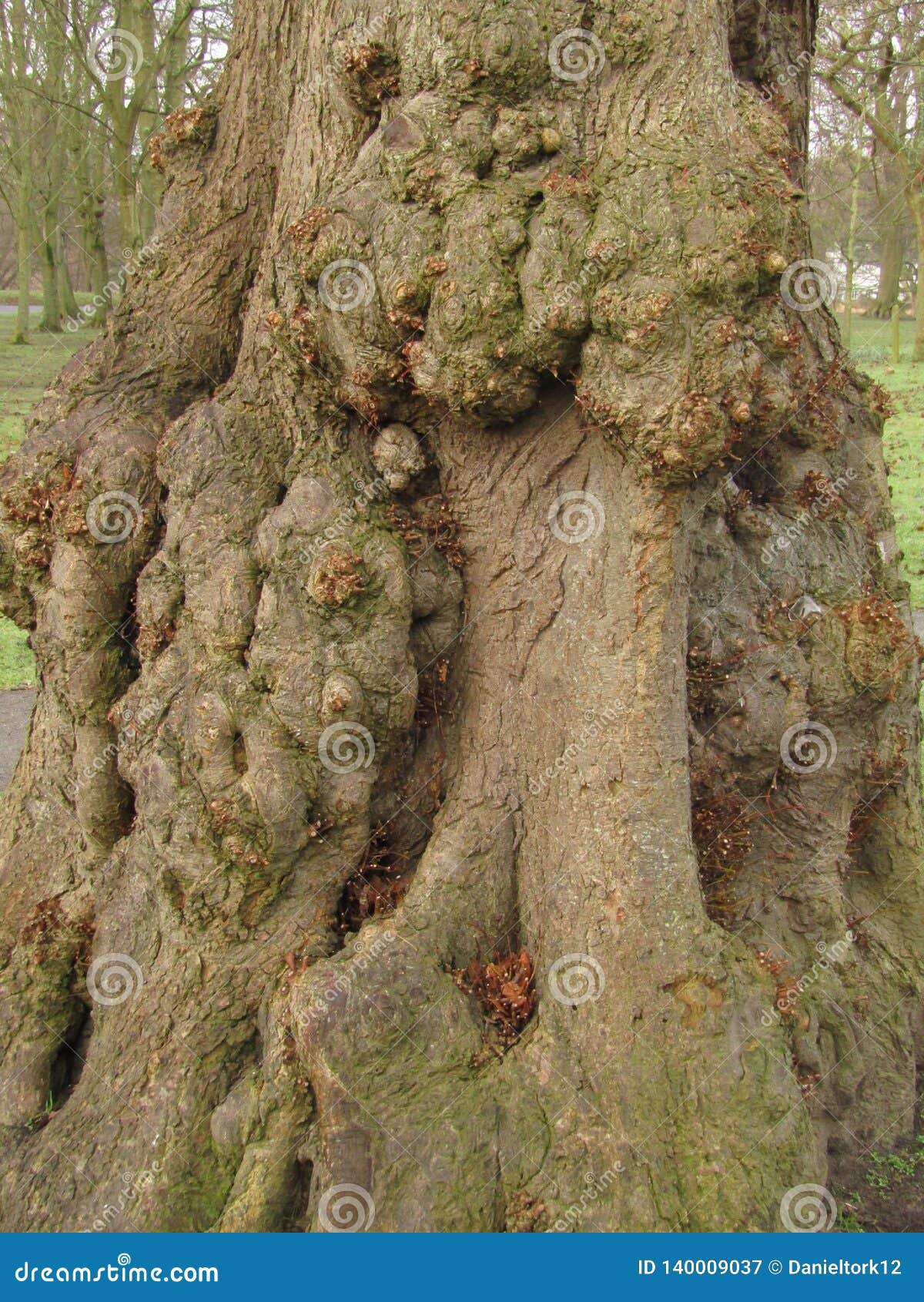 Bone Shape Present in a Tree Stock Image - Image of details, daytime ...