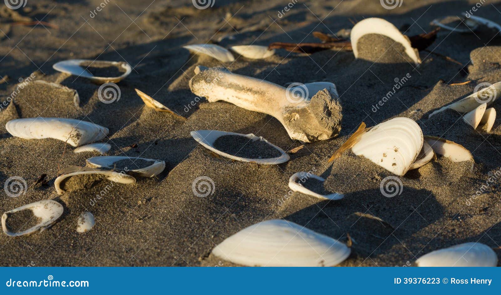 Bone & Shells stock image. Image of worn, dead, bone - 39376223