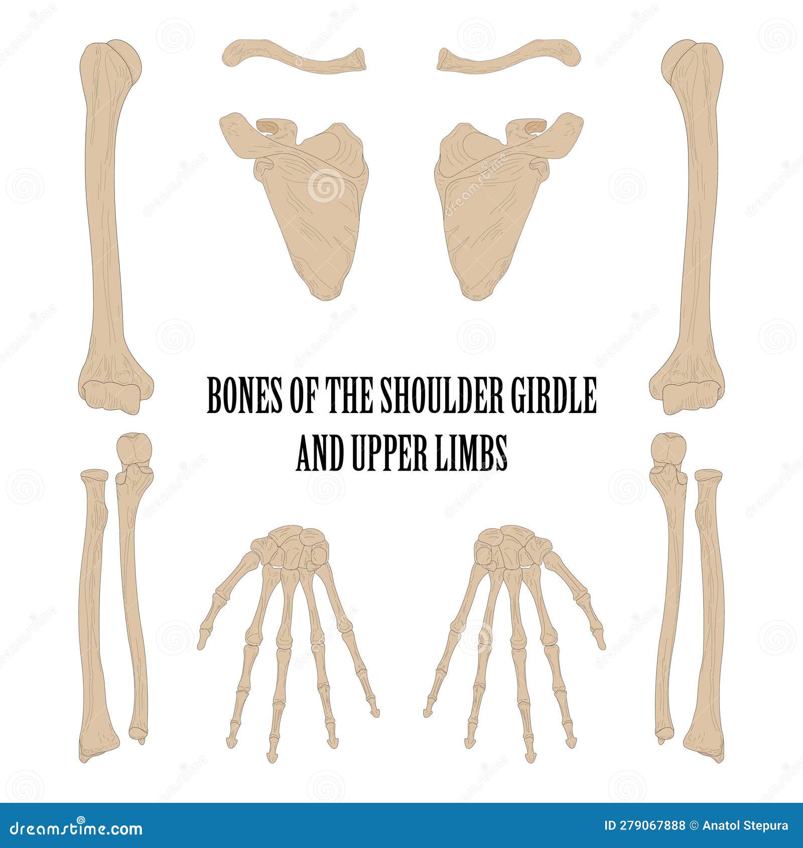 Bones of the Shoulder Girdle and Upper Limbs. Stock Vector ...