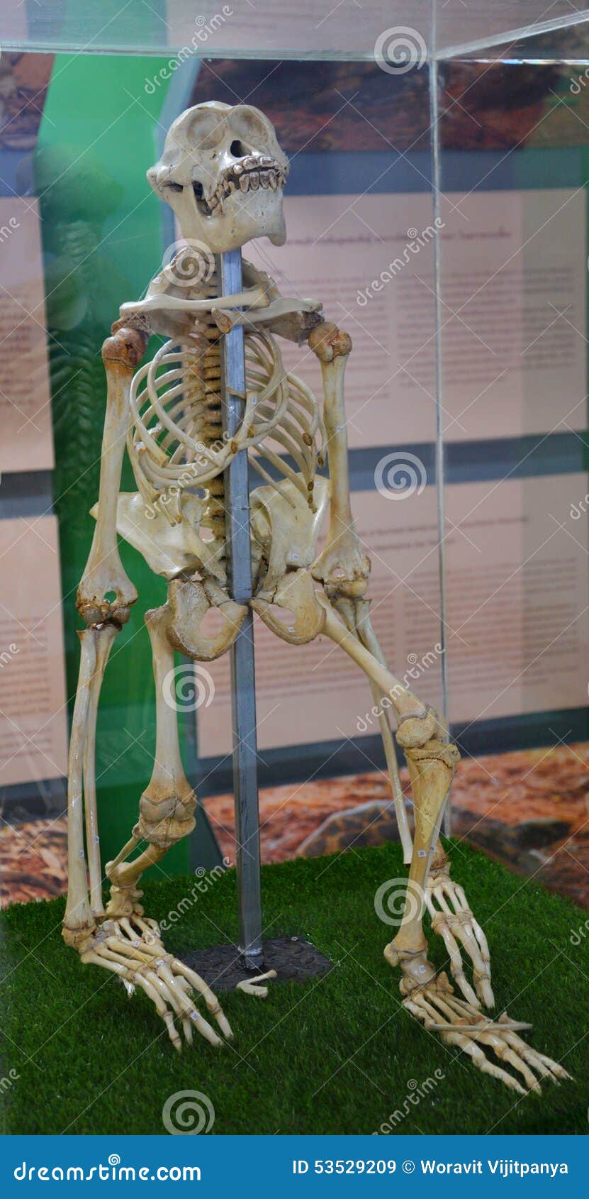 Ape Skeleton Stock Photos - Download 48 Images