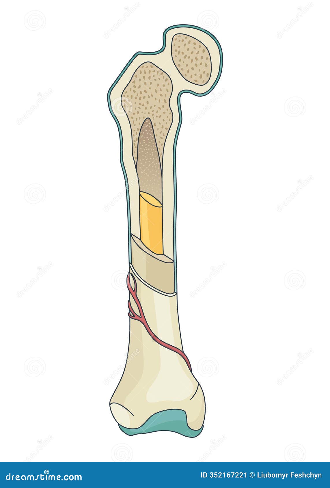 Bone Structure. Biology Educational Poster Design. Scheme Of Human Bone ...