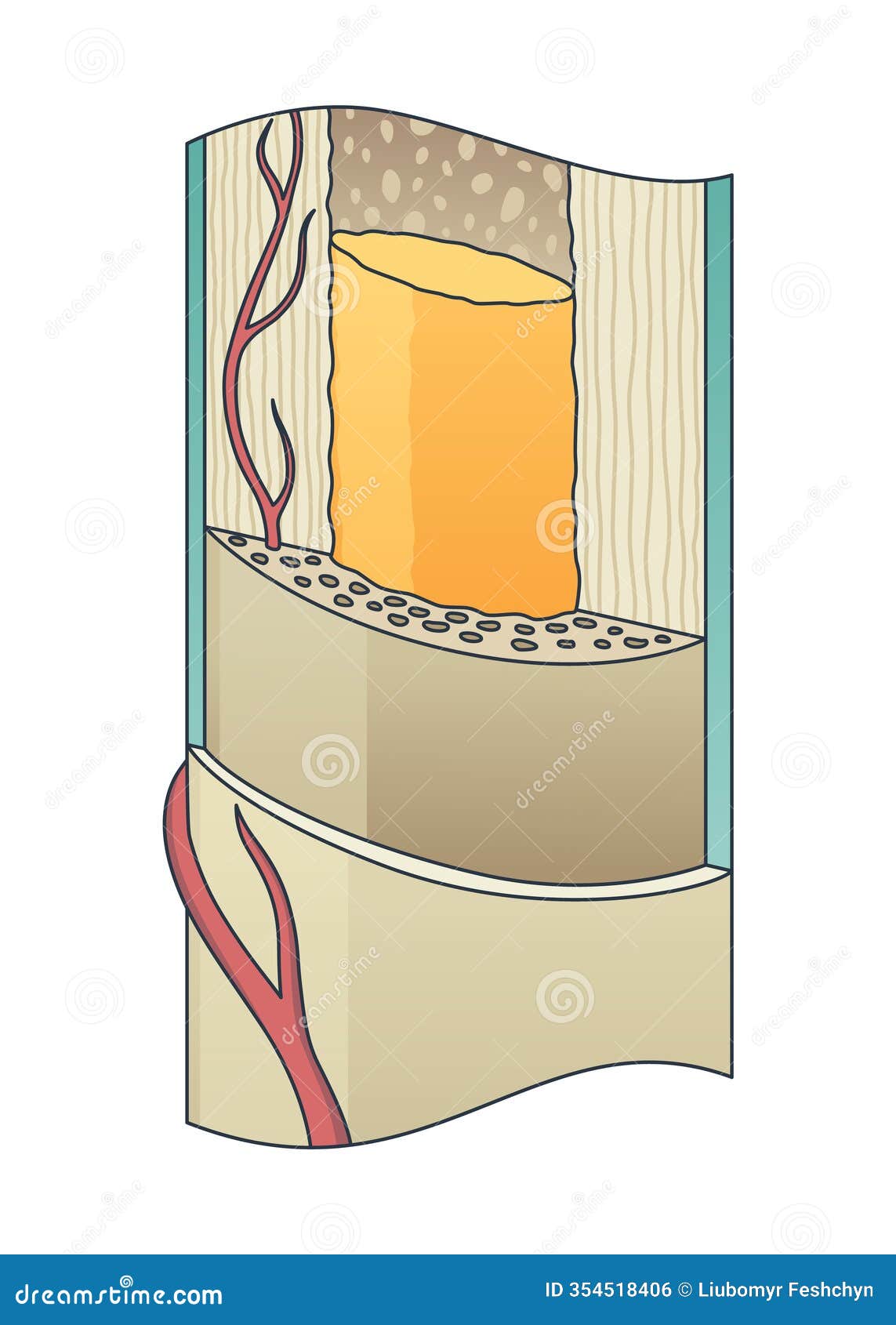 Bone Structure. Biology Educational Poster Design. Scheme Of Human Bone ...