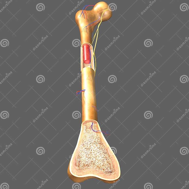 Bone structure stock illustration. Illustration of education - 48760554