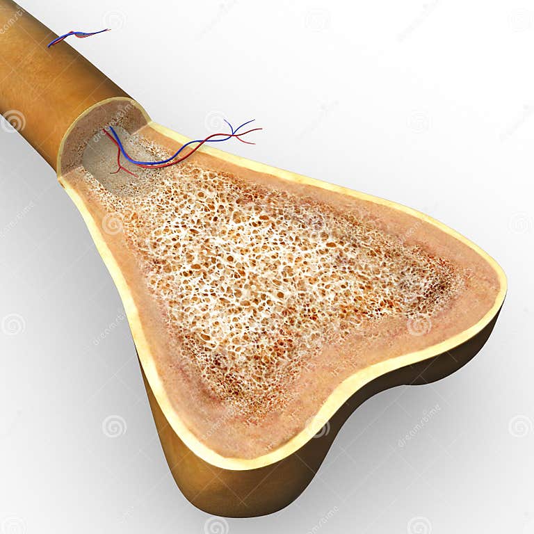 Bone structure stock illustration. Illustration of orthopedic - 48761020